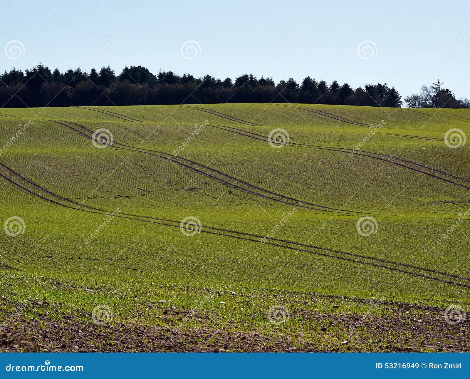 Field of Green Freshly Grown Grass Stock Image - Image of horizon ...
