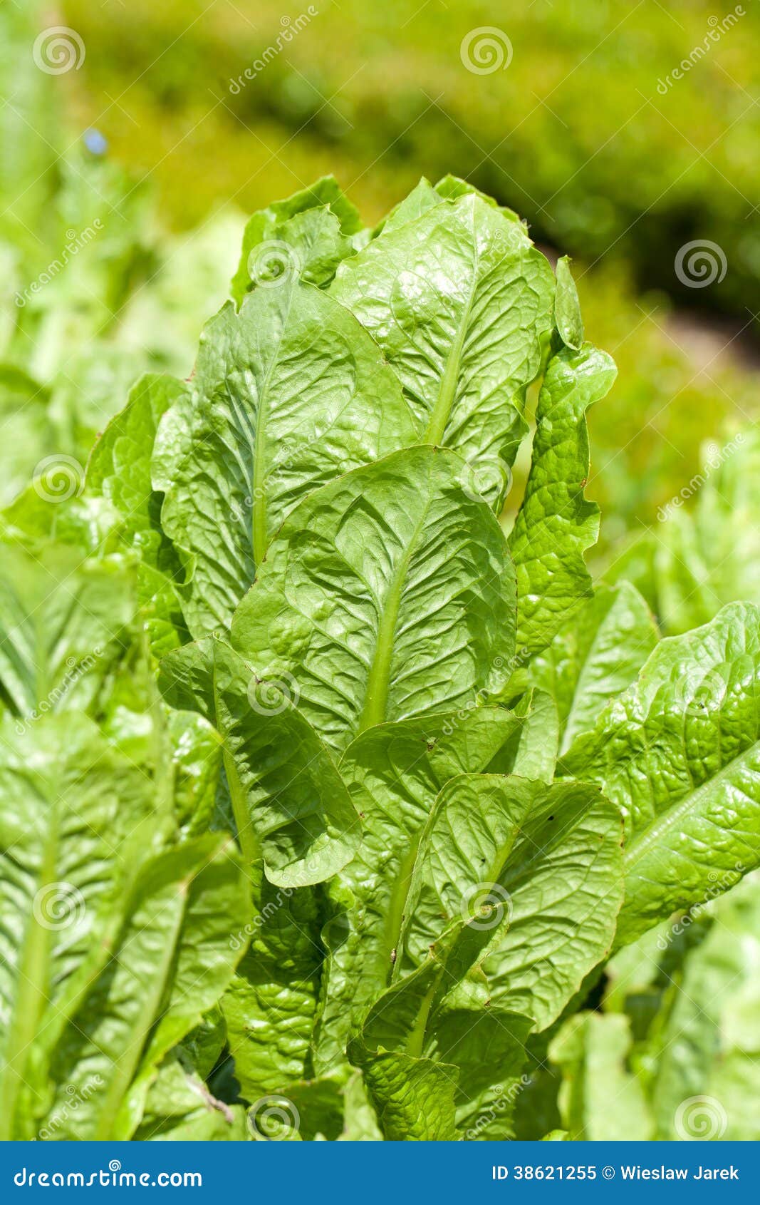 Field of Green Frisee Lettuce Stock Image - Image of ingredient, farm ...