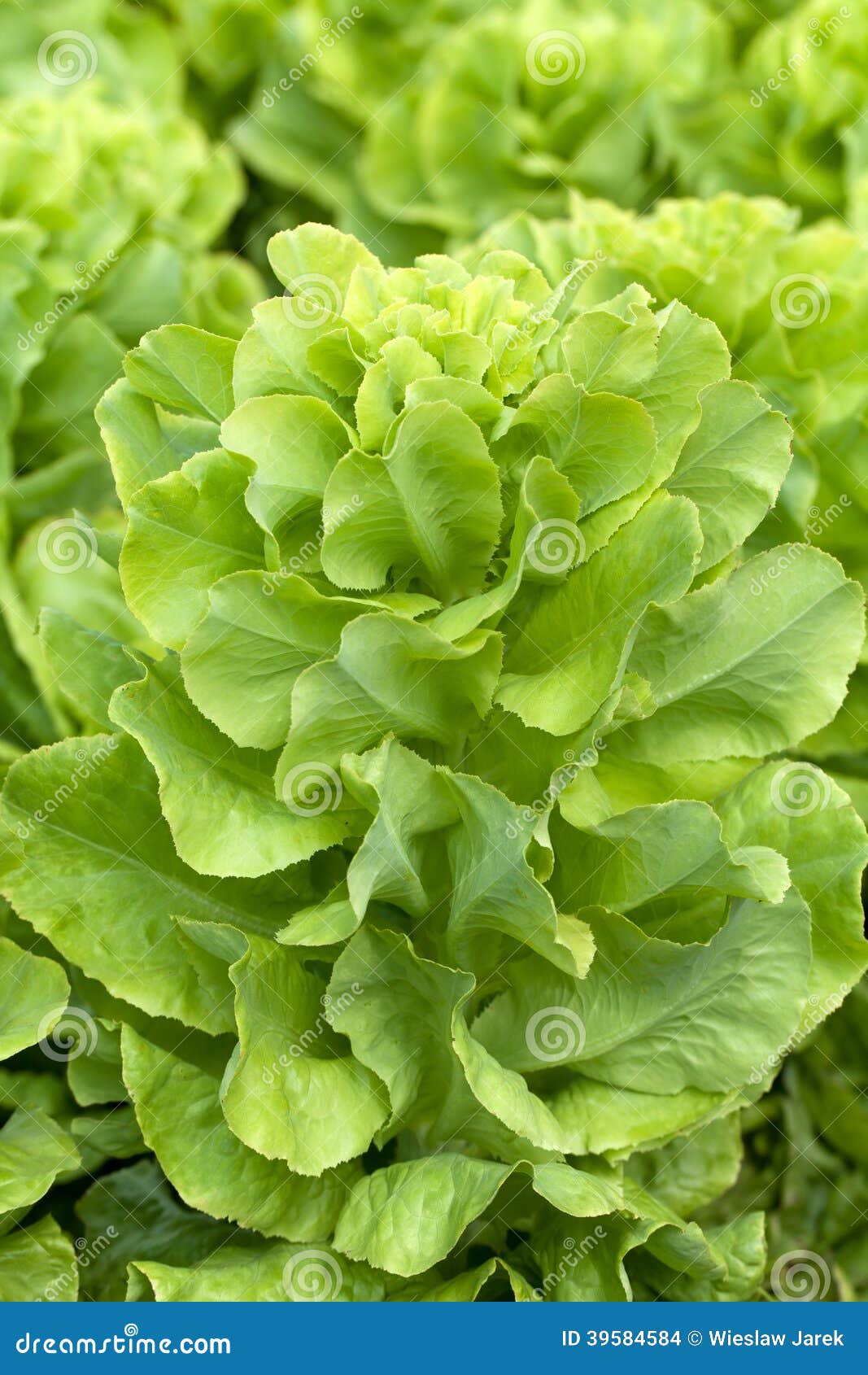 Field of Green Frisee Lettuce Stock Photo - Image of crop, ground: 39584584