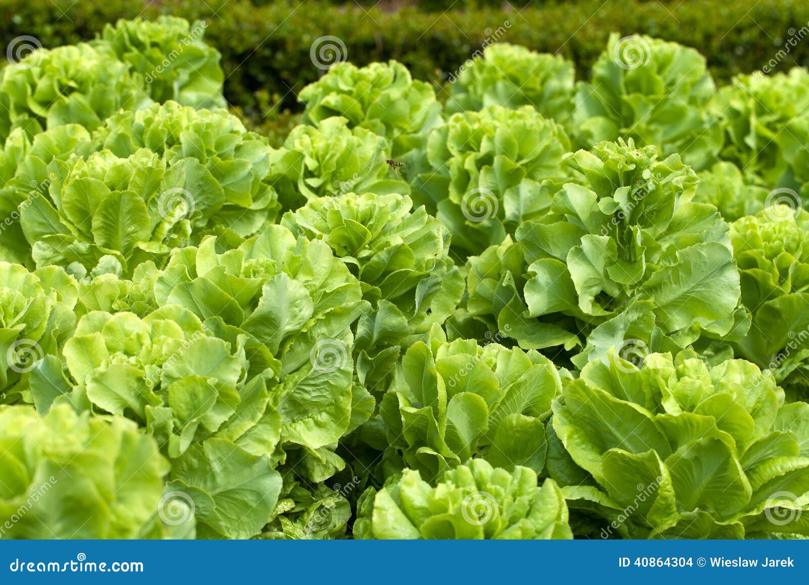 Field of Green Frisee Lettuce Stock Photo - Image of lactuca, lettuce ...
