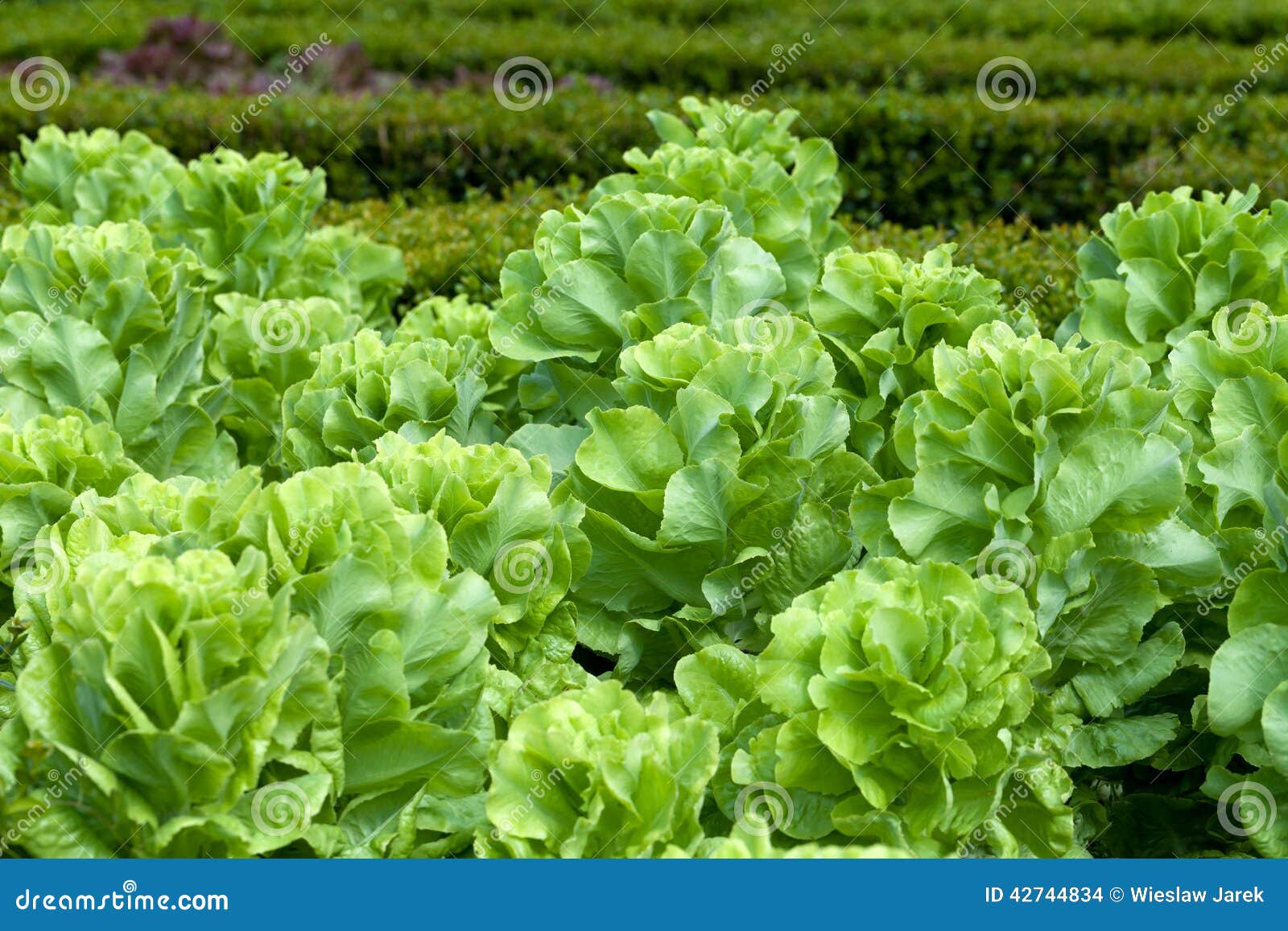 Field of Green Frisee Lettuce Stock Photo - Image of colour, closeup ...