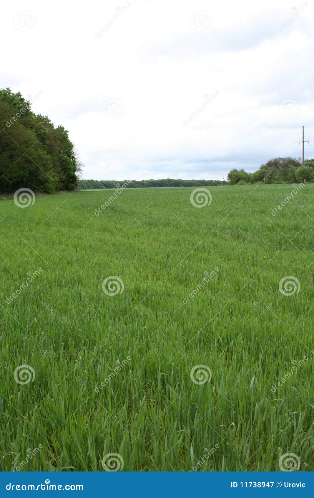 Field of green grass. stock image. Image of clear, environment - 11738947