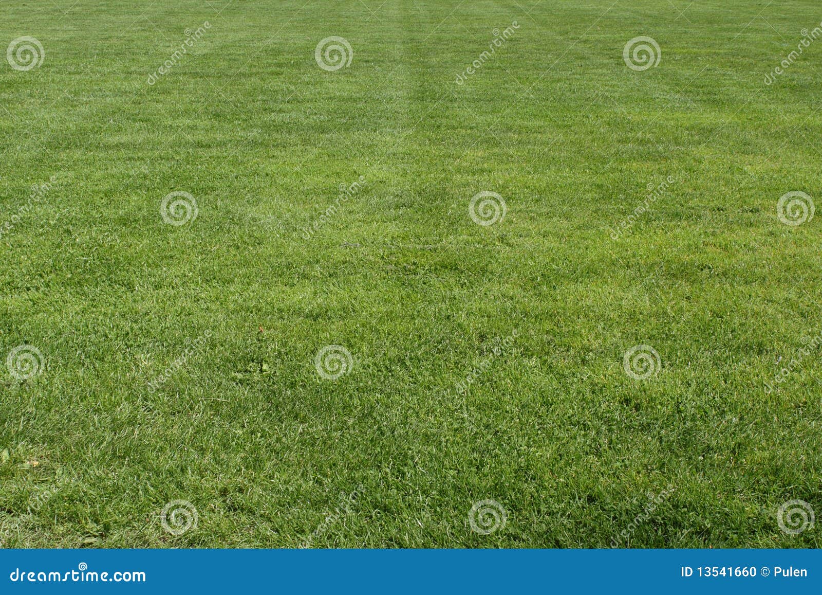 Field of green grass stock photo. Image of lawn, greenery - 13541660
