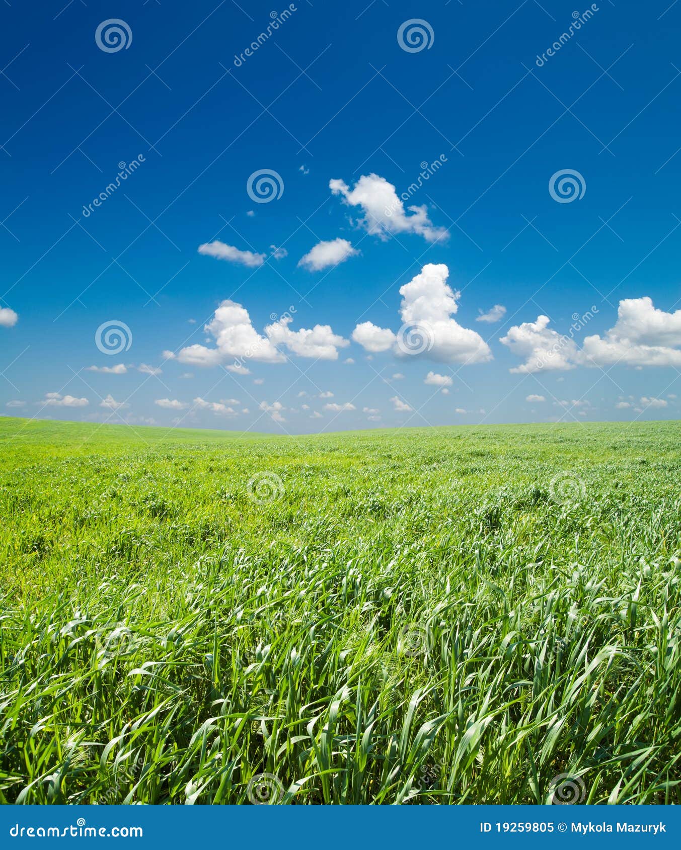 Field of green grass stock image. Image of cultivated - 19259805