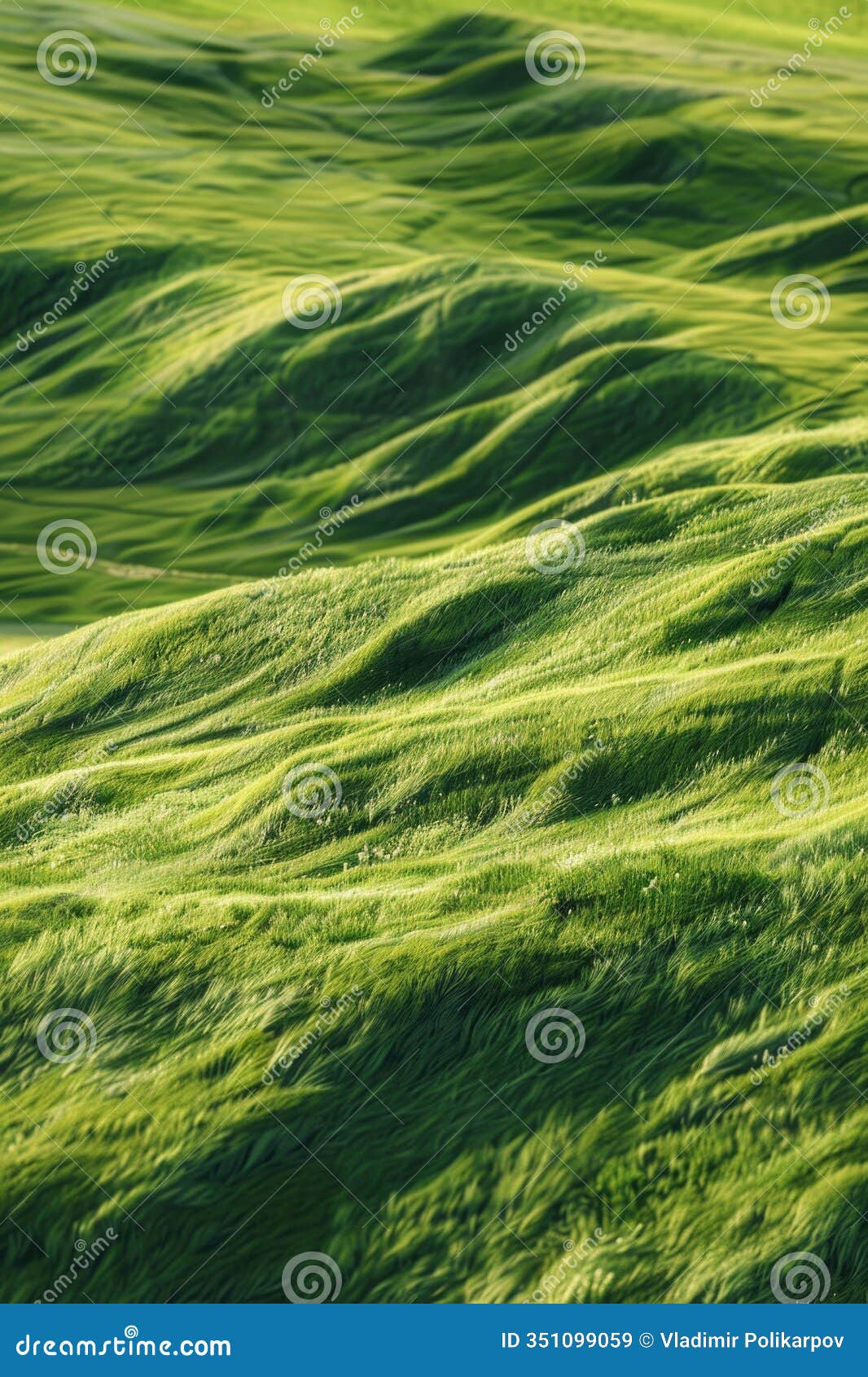 A Field of Green Grass Blowing in the Wind, Perfect for Nature Concepts ...