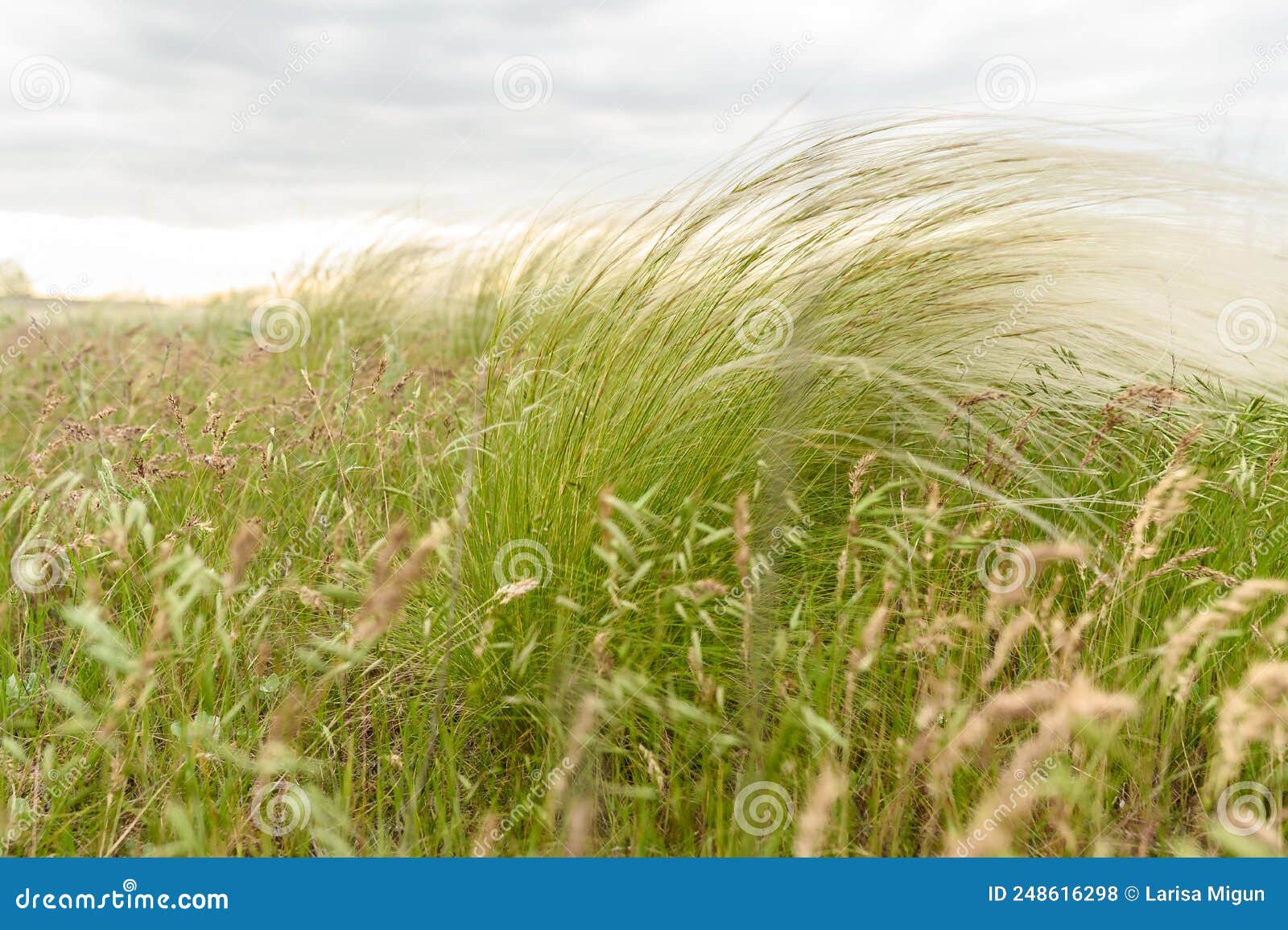 In the Field of Green Grass Feather Grass in the Steppe in the Evening ...