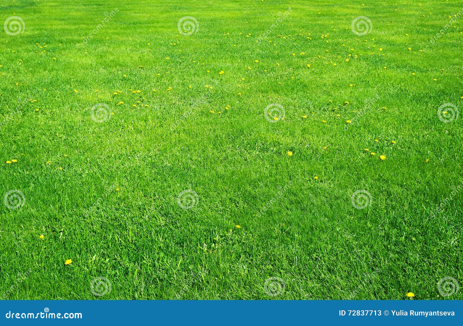 Field of Green Grass with Flowers Stock Image - Image of outdoor ...