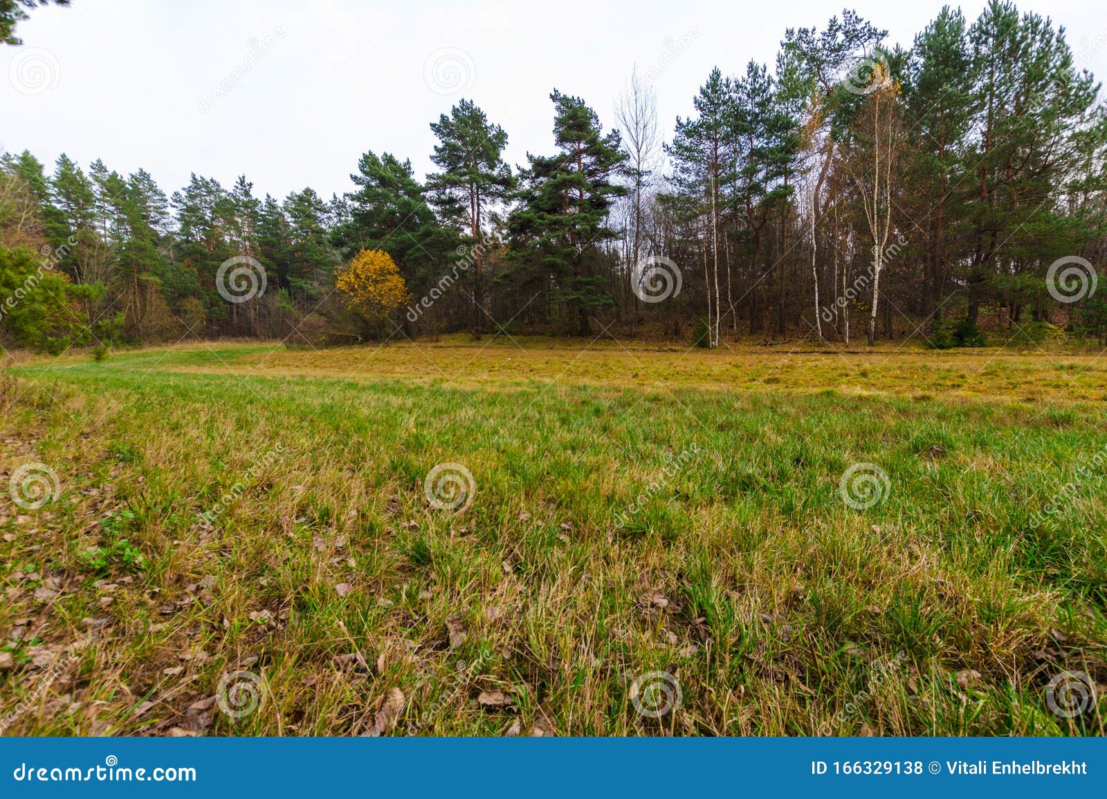 Field with Green Grass and Forest in the Distance Autumn Stock Photo ...