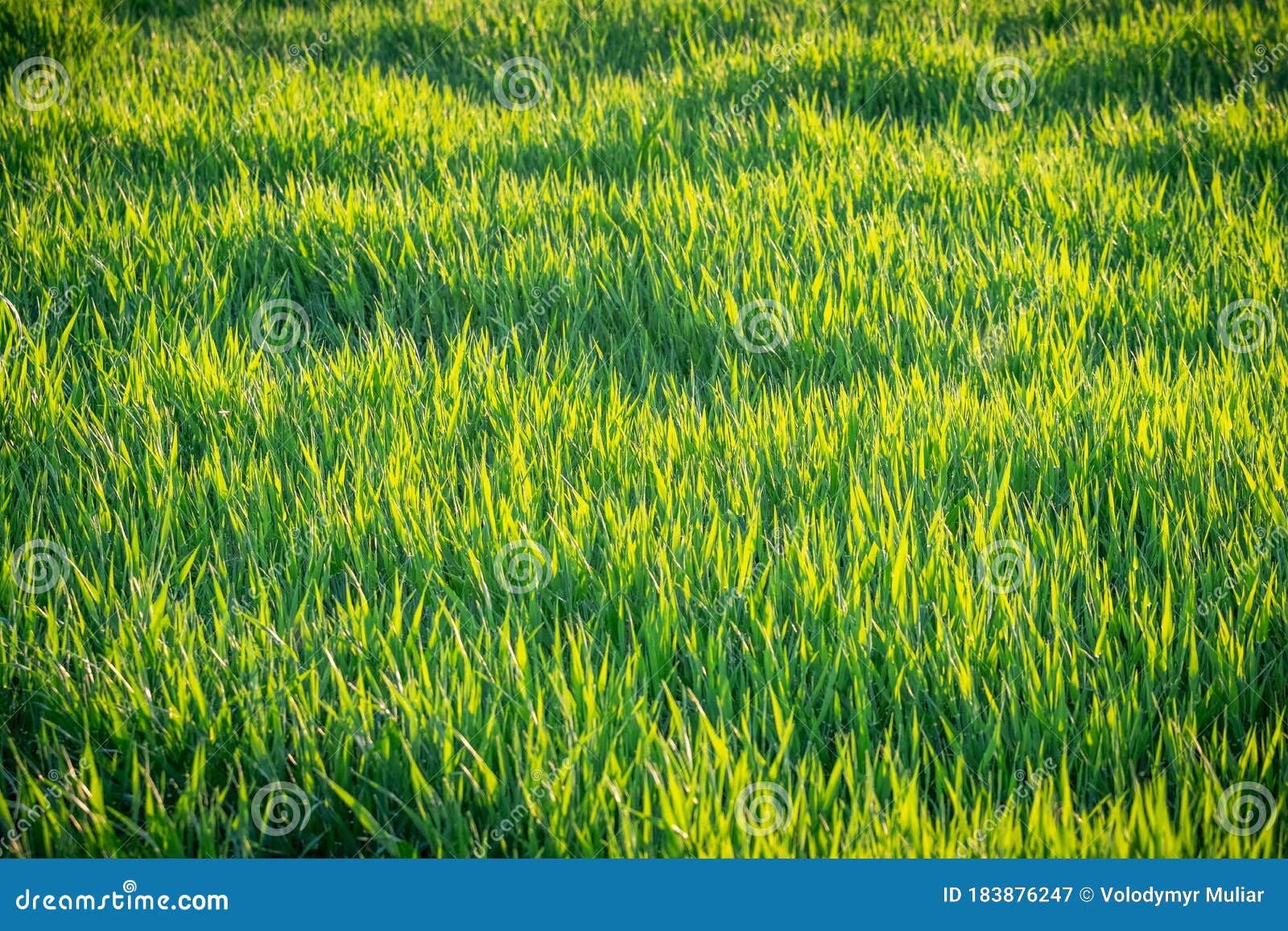 The Field with Green Grass is Illuminated by Bright Sunlight Stock ...