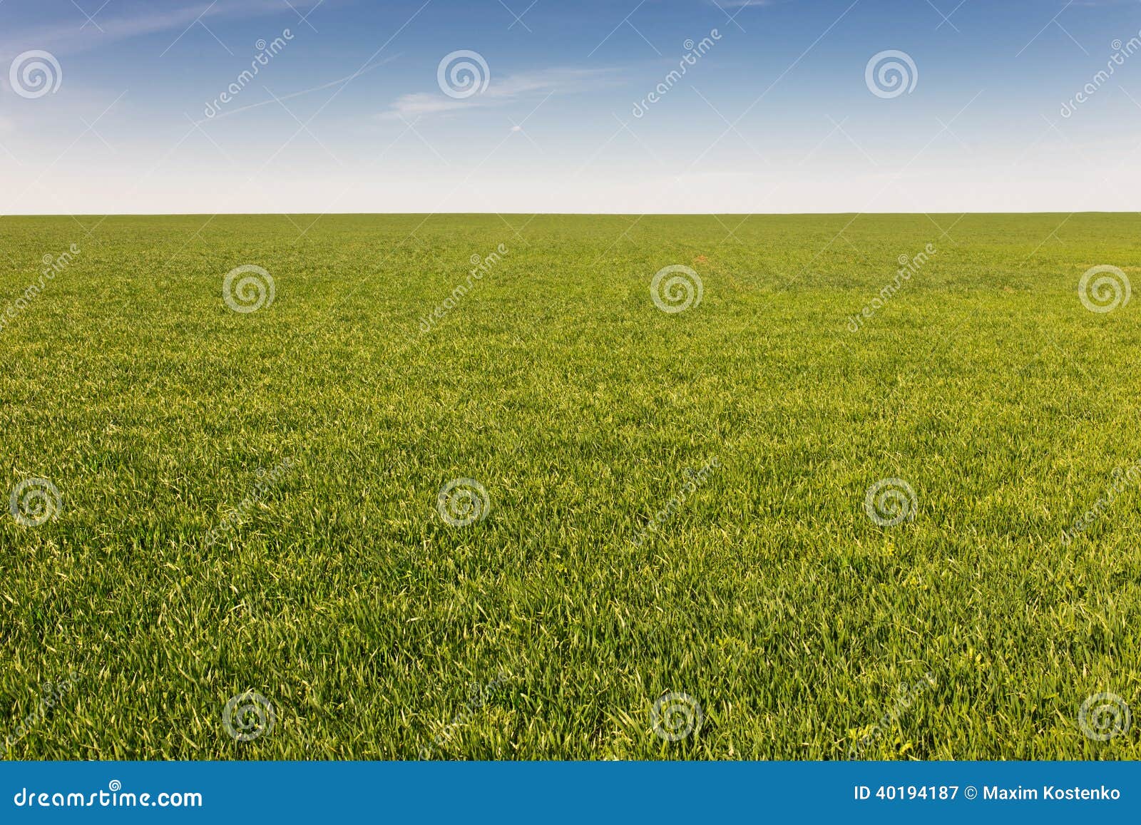 Field of green grass stock image. Image of vibrant, plant - 40194187
