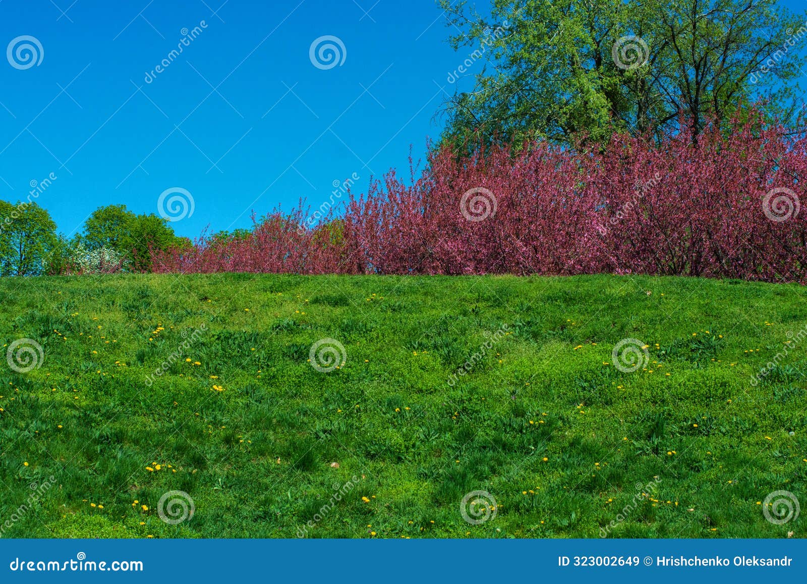 A Field with Green Grass and Sakura Trees that Should Bloom Soon Stock ...