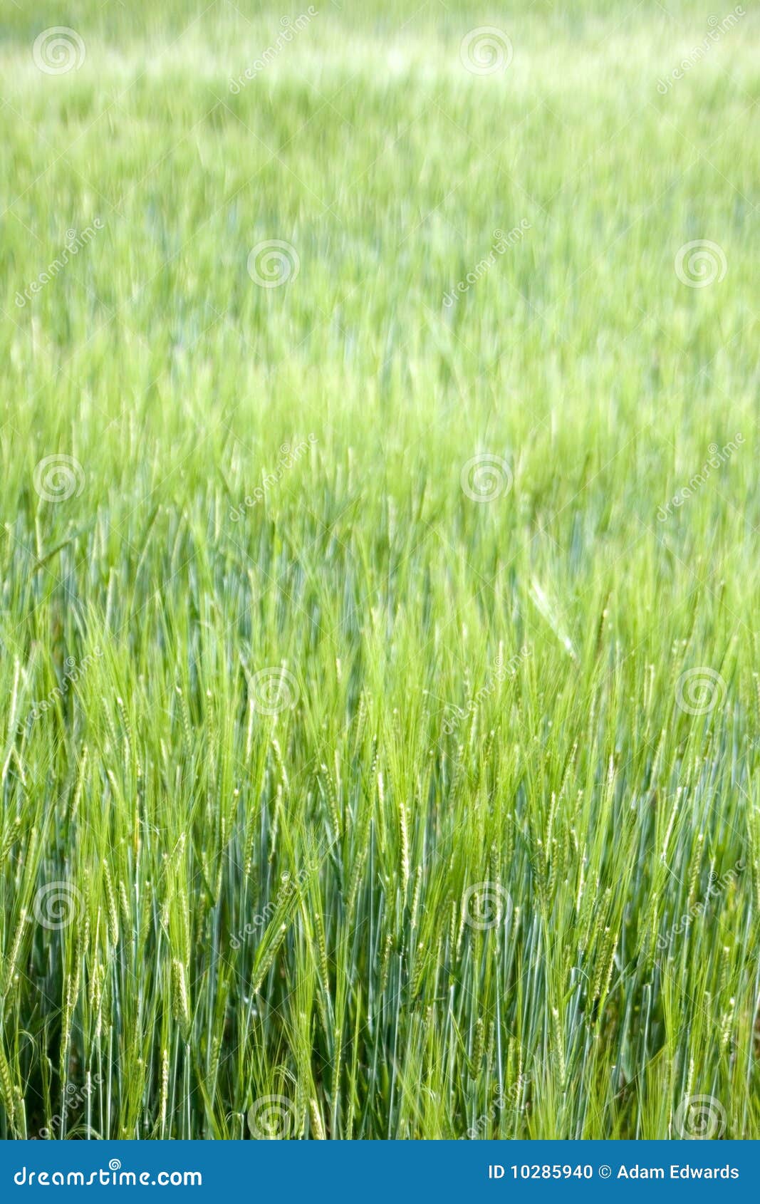 Field of Green Grass with Short Dof Stock Photo - Image of environment ...