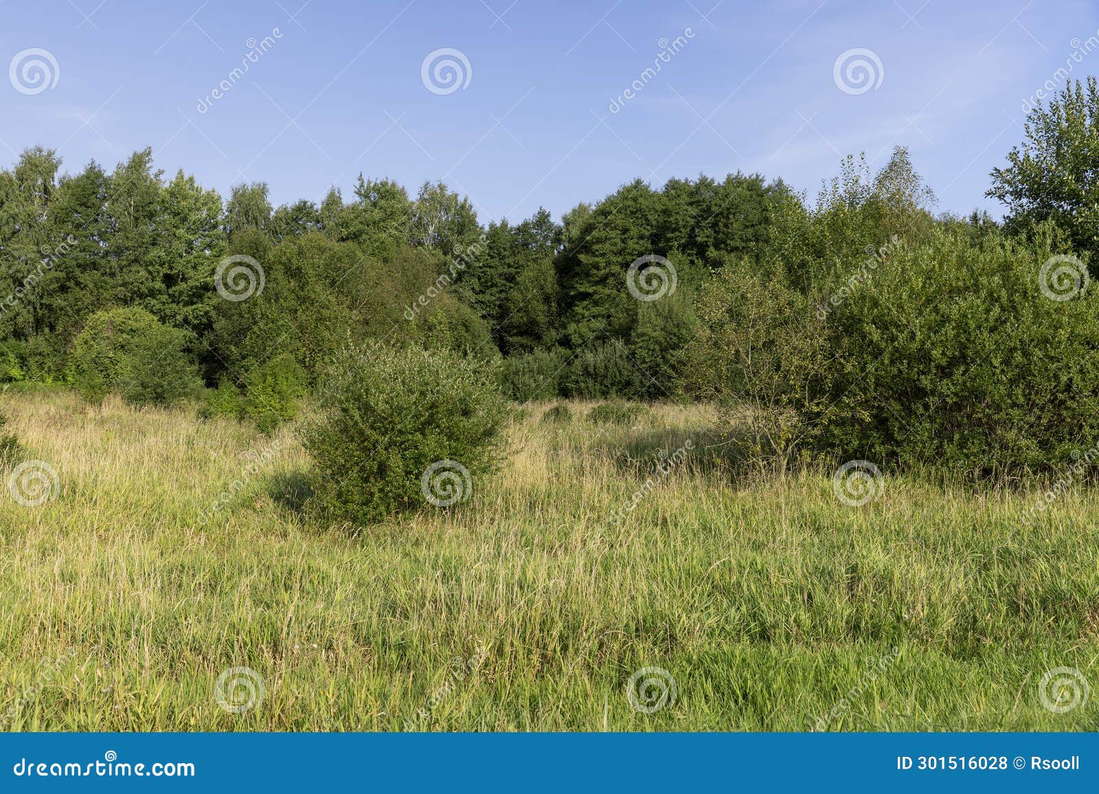 A Field with Green Grass and Shrubs with Green Foliage Stock Photo ...