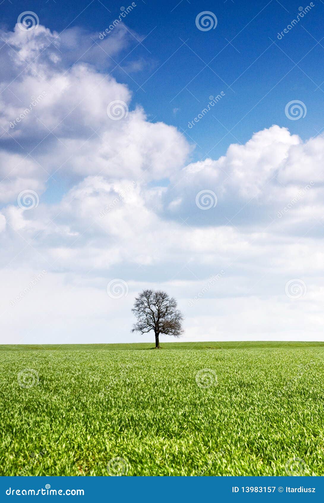 Field of Green Grass and a Single Tree Stock Image - Image of field ...
