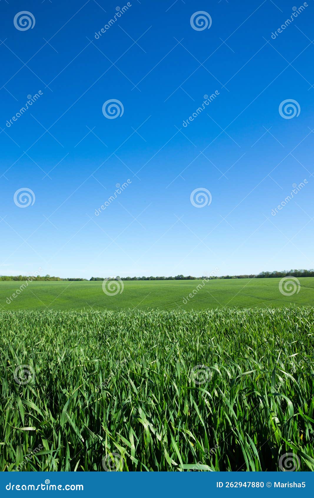 Field of green grass stock photo. Image of cloudscape - 262947880