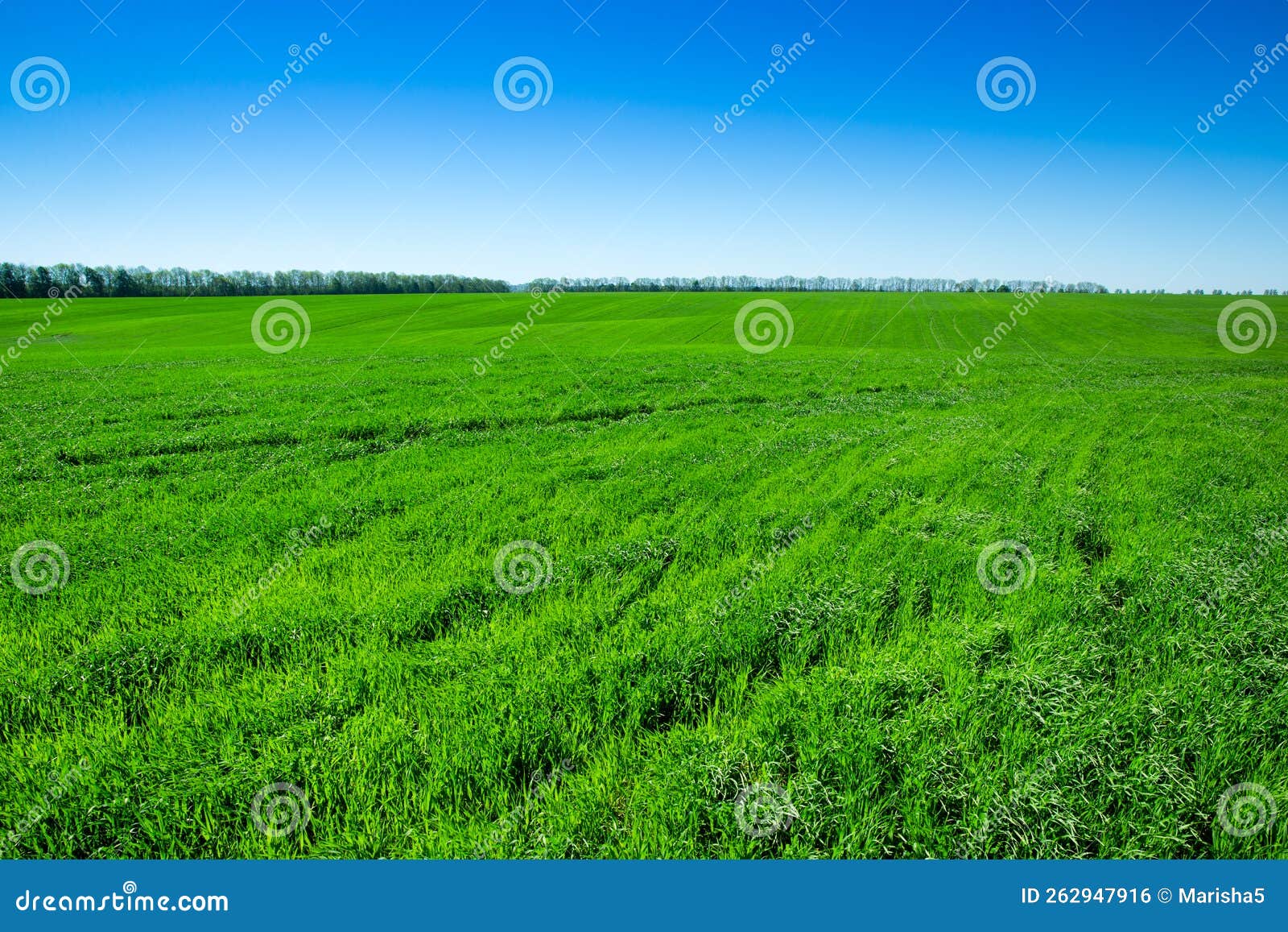 Field of green grass stock photo. Image of agriculture - 262947916