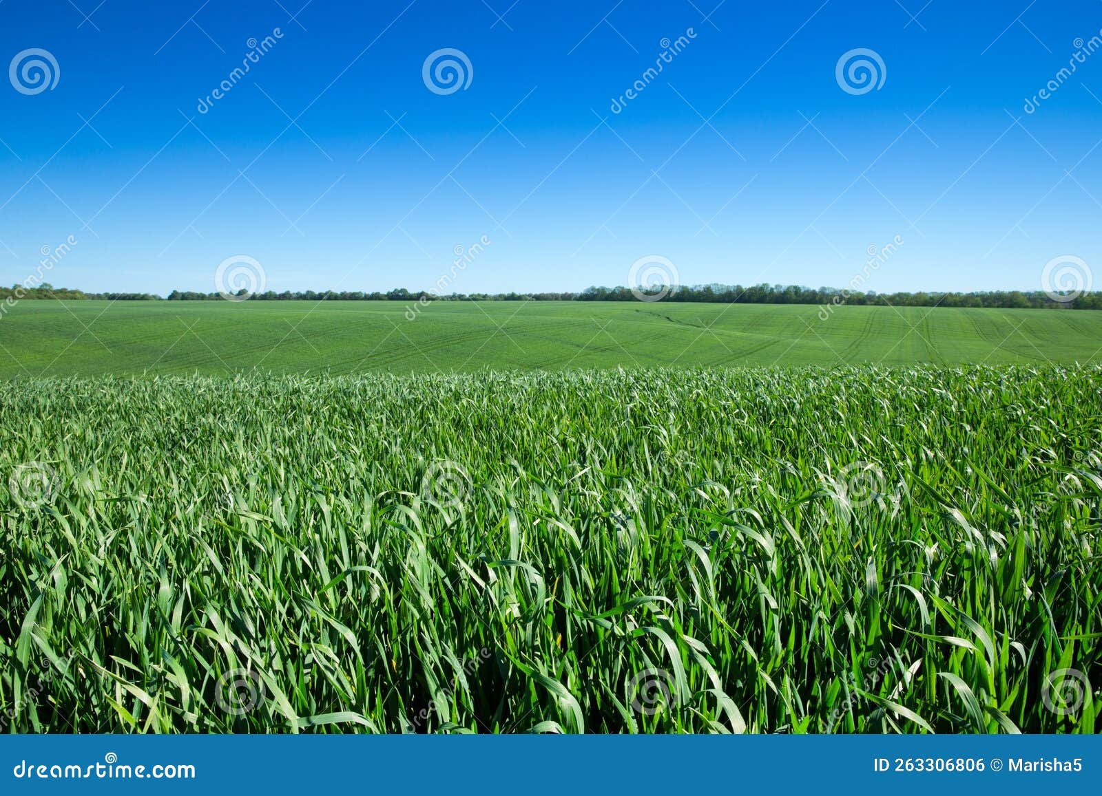 Field of green grass stock photo. Image of vibrant, grass - 263306806