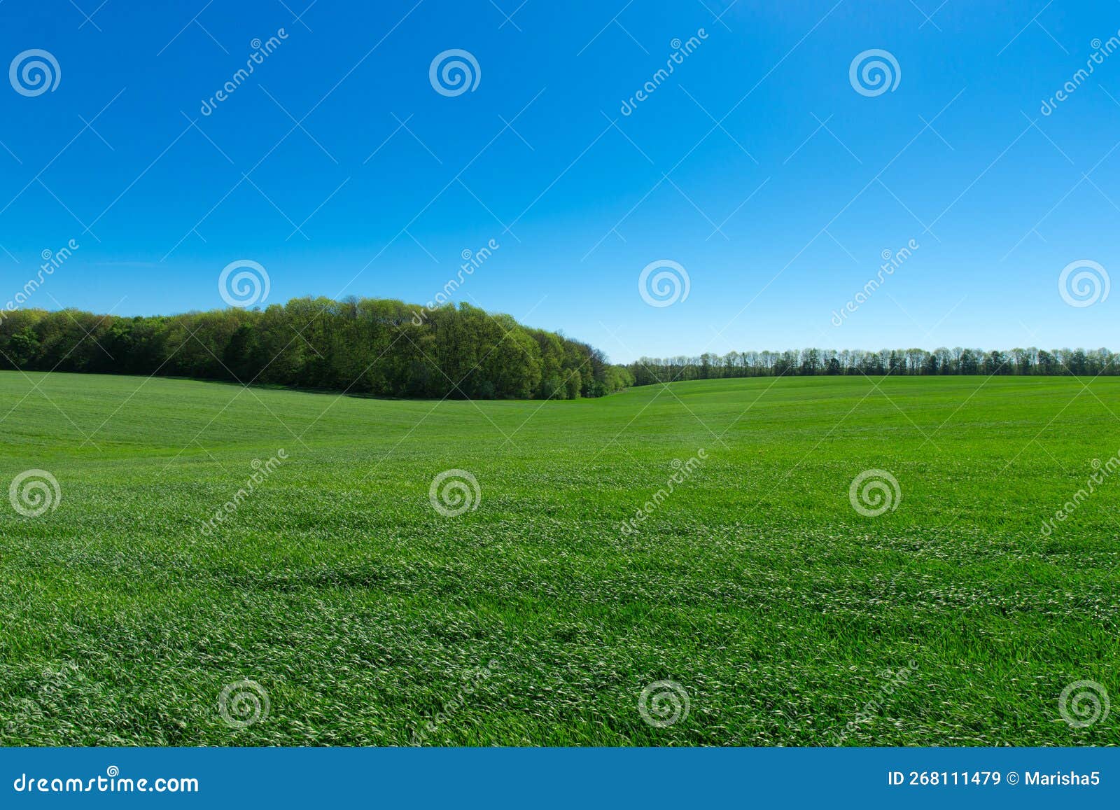 Field of green grass stock image. Image of lawn, field - 268111479