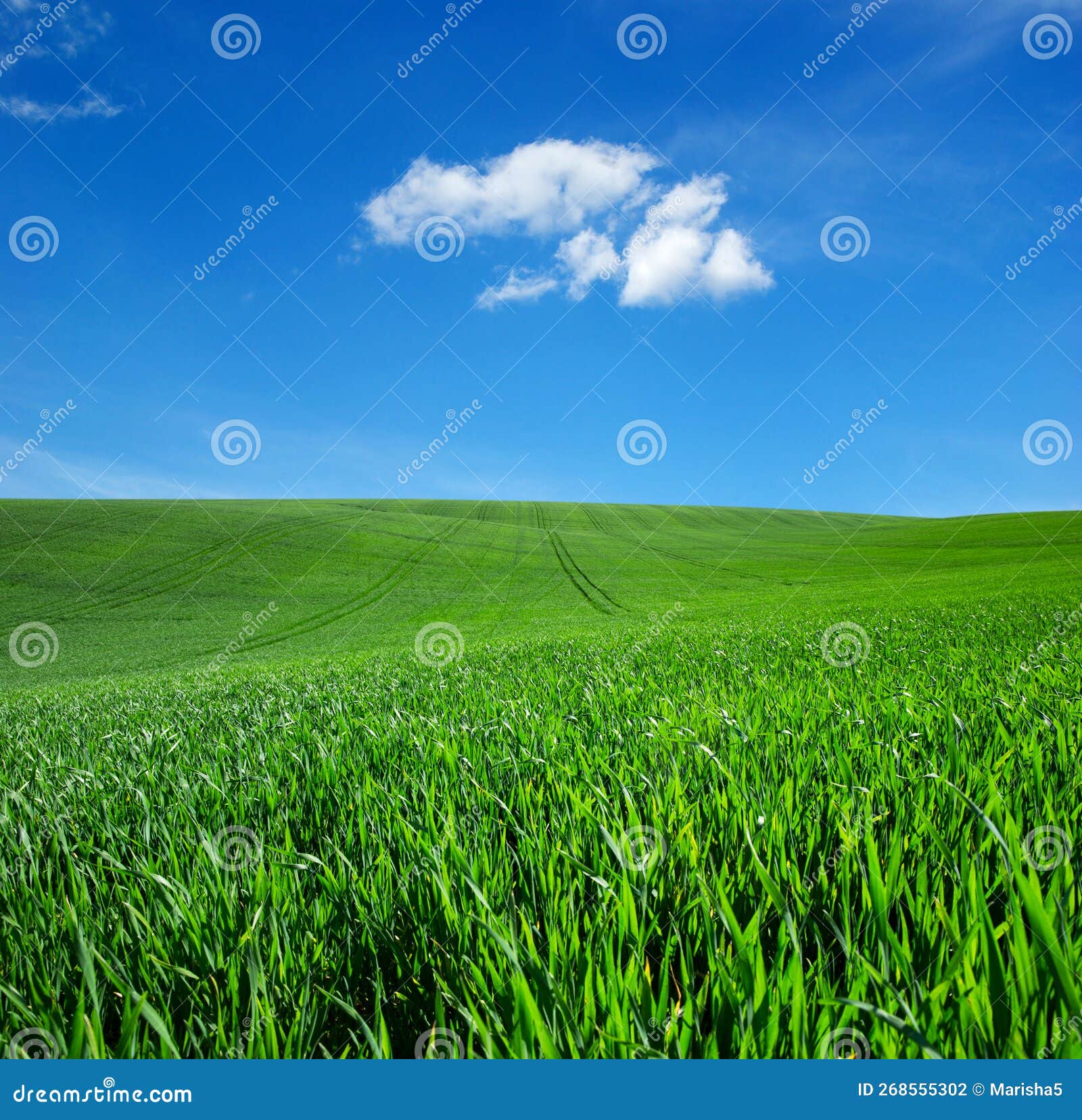 Field of green grass stock photo. Image of field, grass - 268555302
