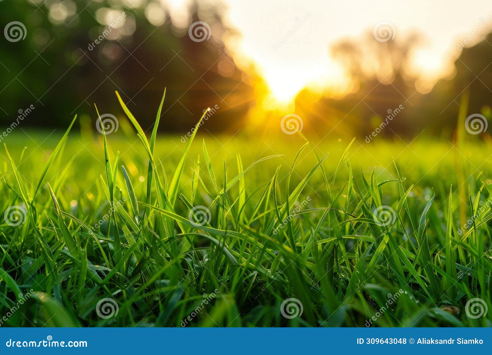 A Field of Green Grass with the Sun Shining on it Stock Photo - Image ...