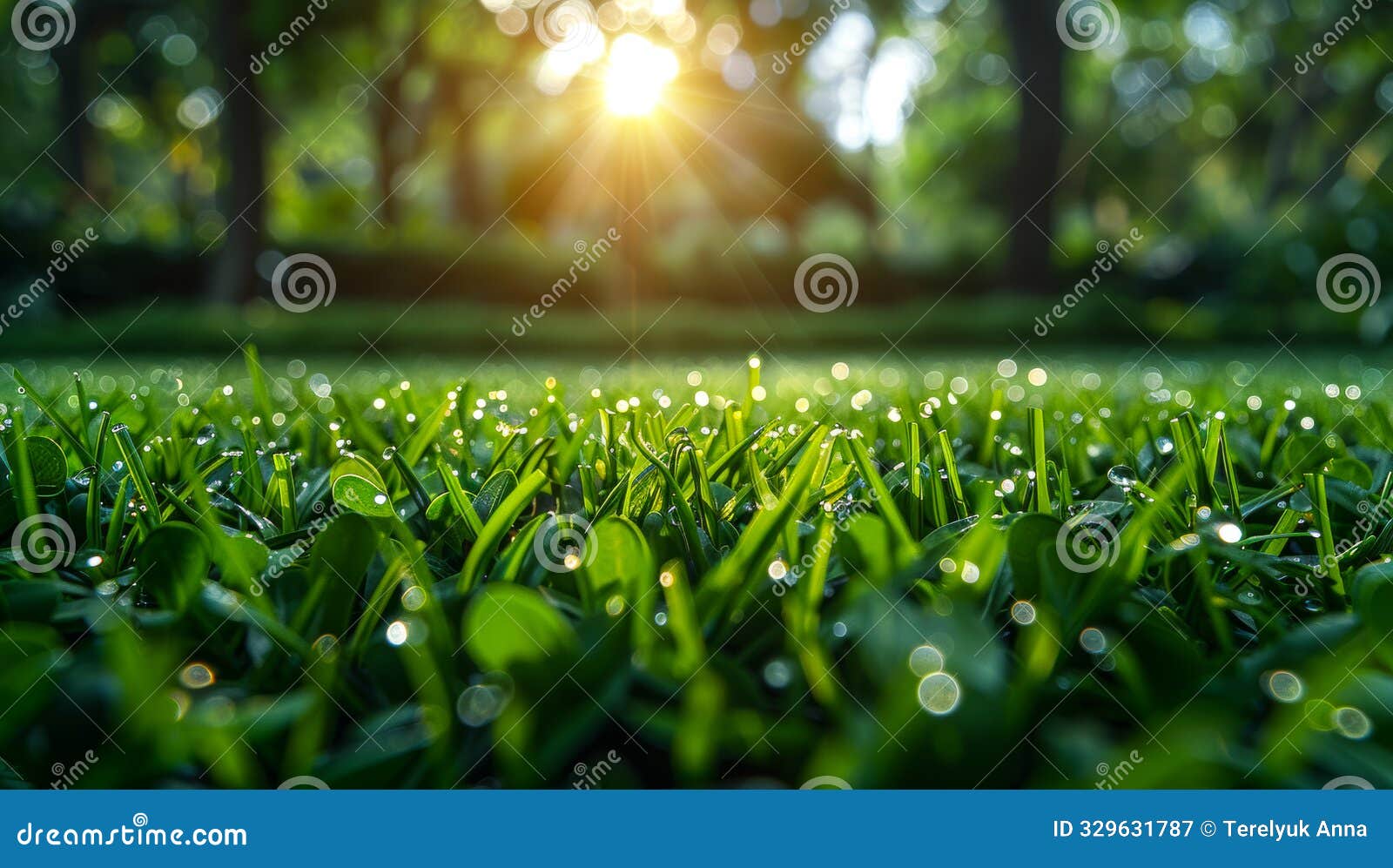 A Field of Green Grass with a Sun Shining on it Stock Image - Image of ...