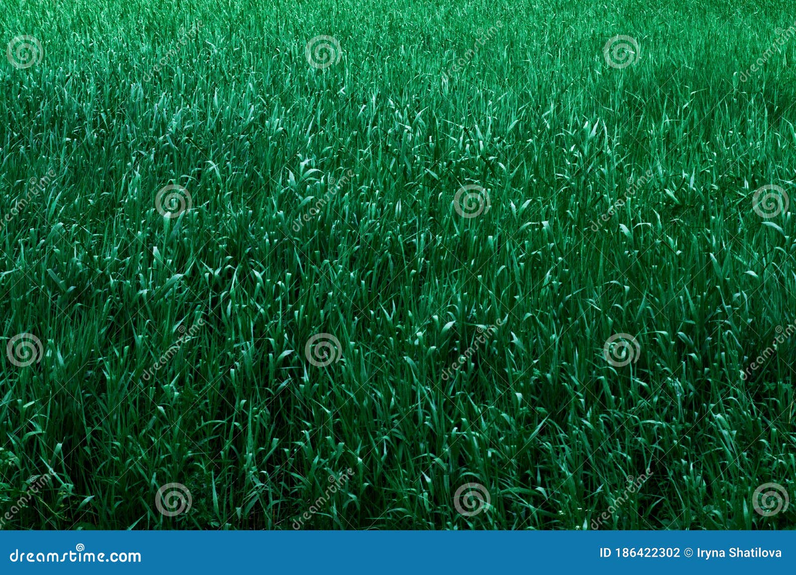 Beautiful Green Field Grass Landscape Stock Photo - Image of ...