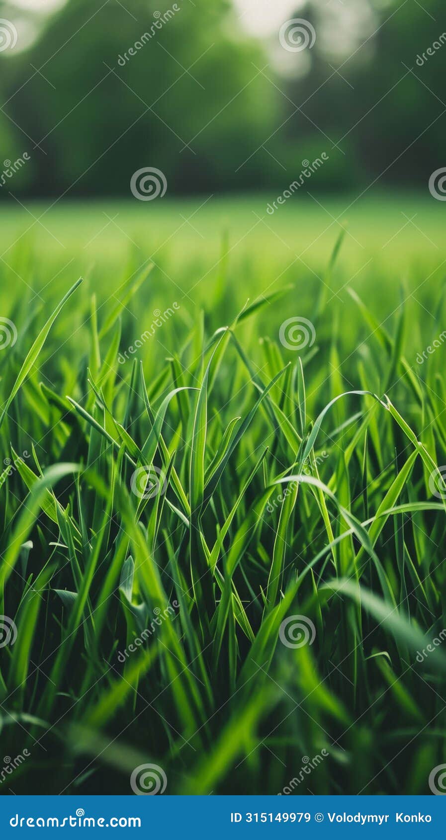 Field of Green Grass with Trees in the Background Stock Image - Image ...