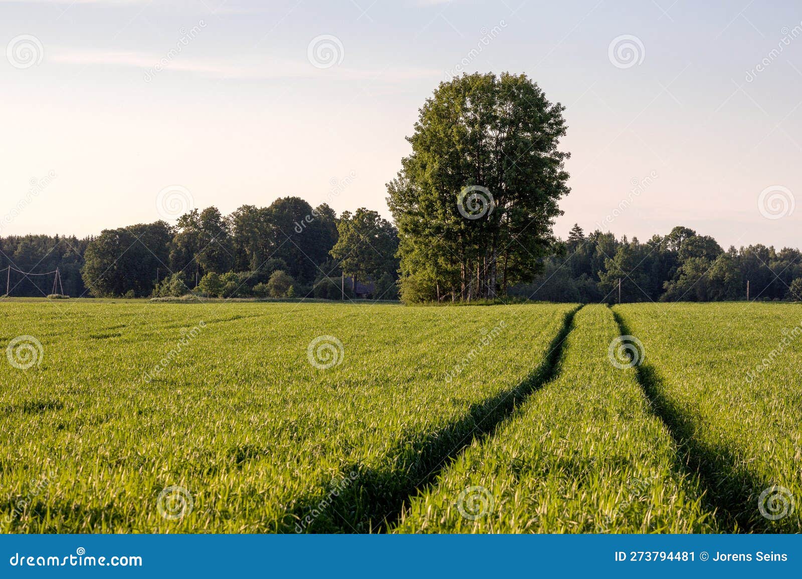 A Field of Green Grass with Trees in the Background and One Large Tree ...