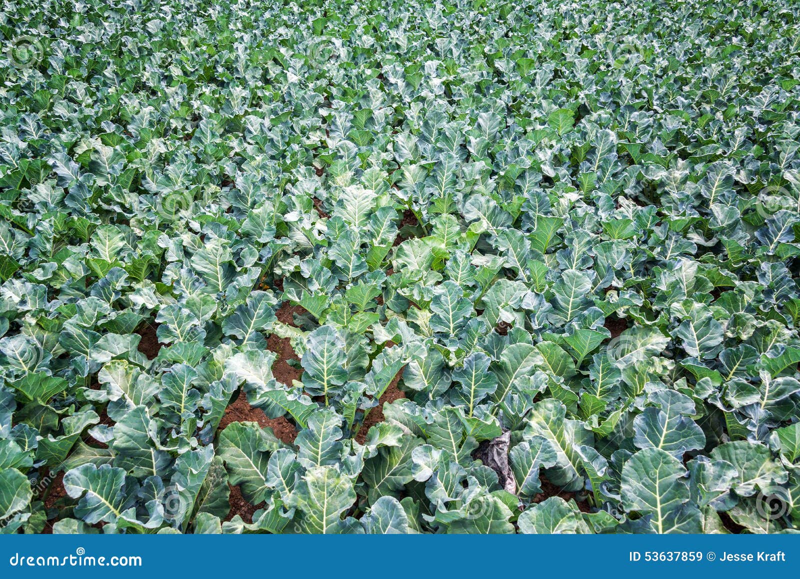 Field of Green Kale stock image. Image of super, agriculture - 53637859