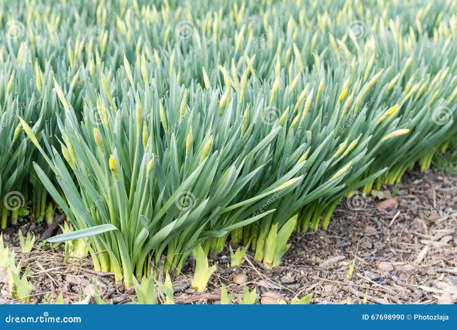 Field with Green Leaves of Daffodils Stock Photo - Image of foliage ...