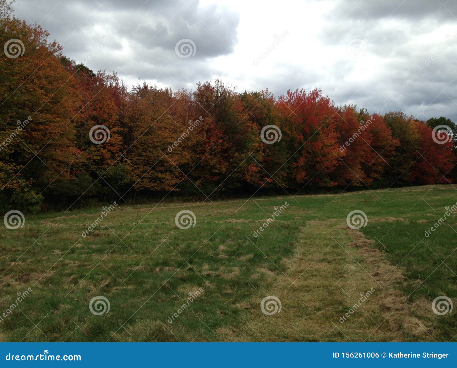Muted Foliage stock photo. Image of lined, foliage, trees - 156261006