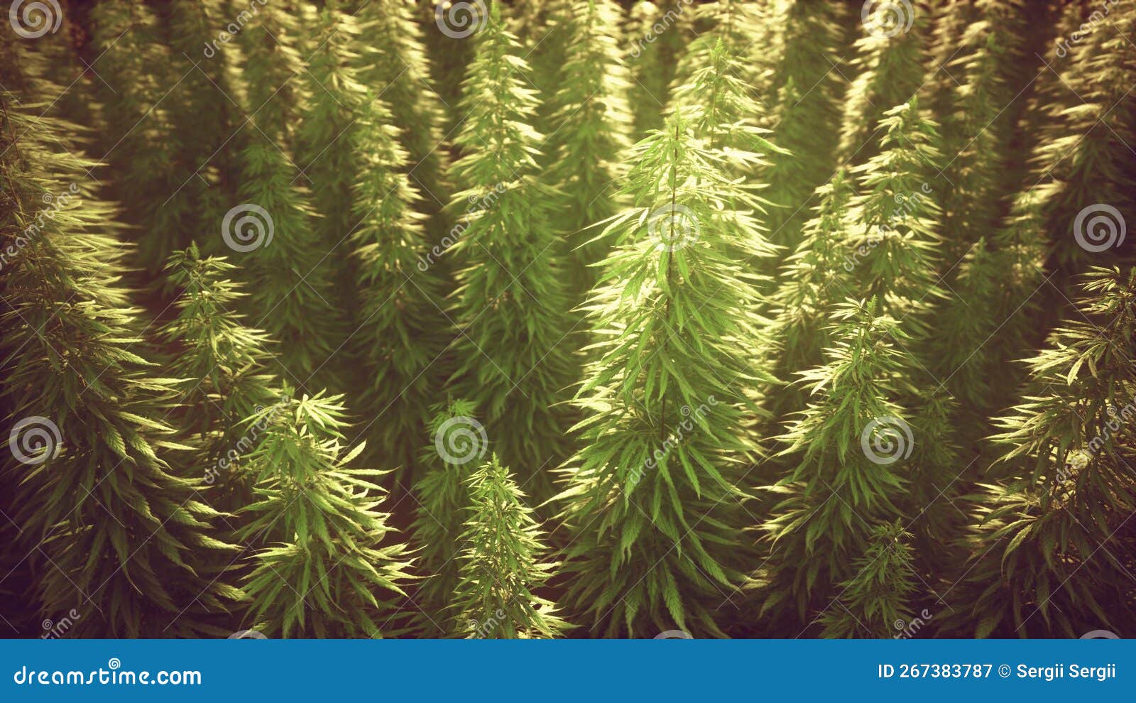 Field of Green Medial Cannabis Stock Illustration - Illustration of ...