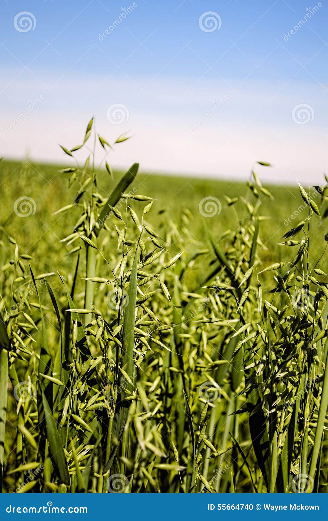 Field of green oats, stock photo. Image of cloud, bread - 55664740