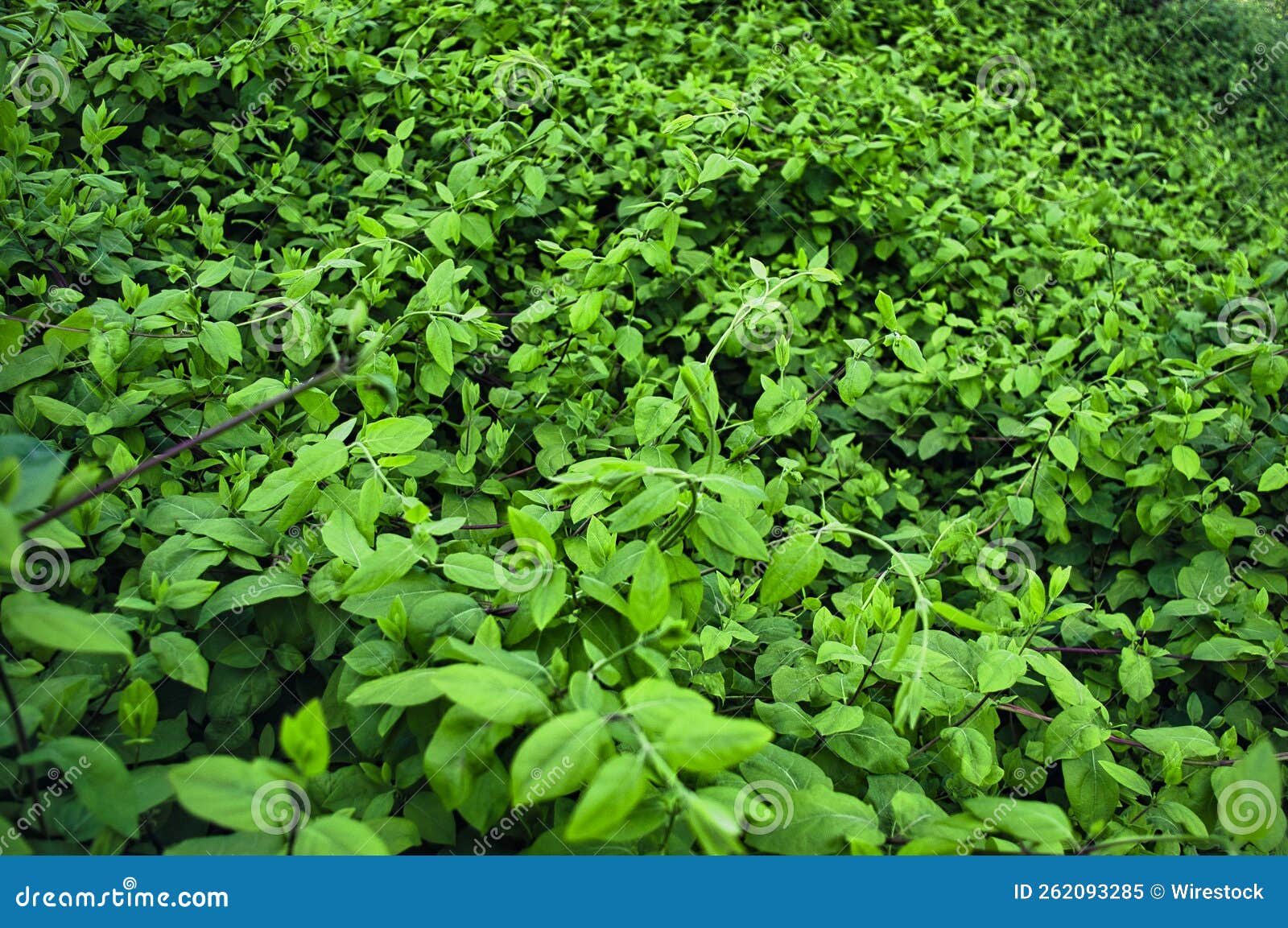 Field of Green Peppermint Plant Stock Image - Image of field, herbal ...
