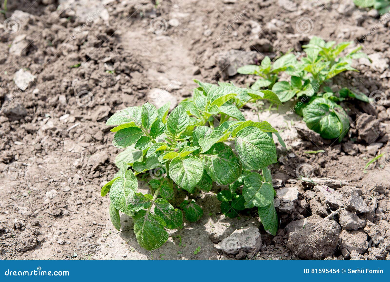 Field of Green Potato Bushes. Growing Potatoes. Stock Photo - Image of ...