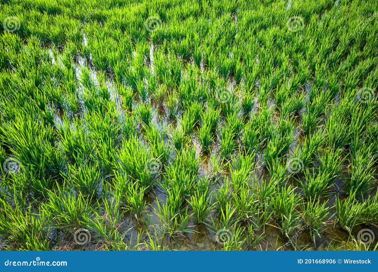 Field with Green Rice Plantations Stock Photo - Image of paddy ...