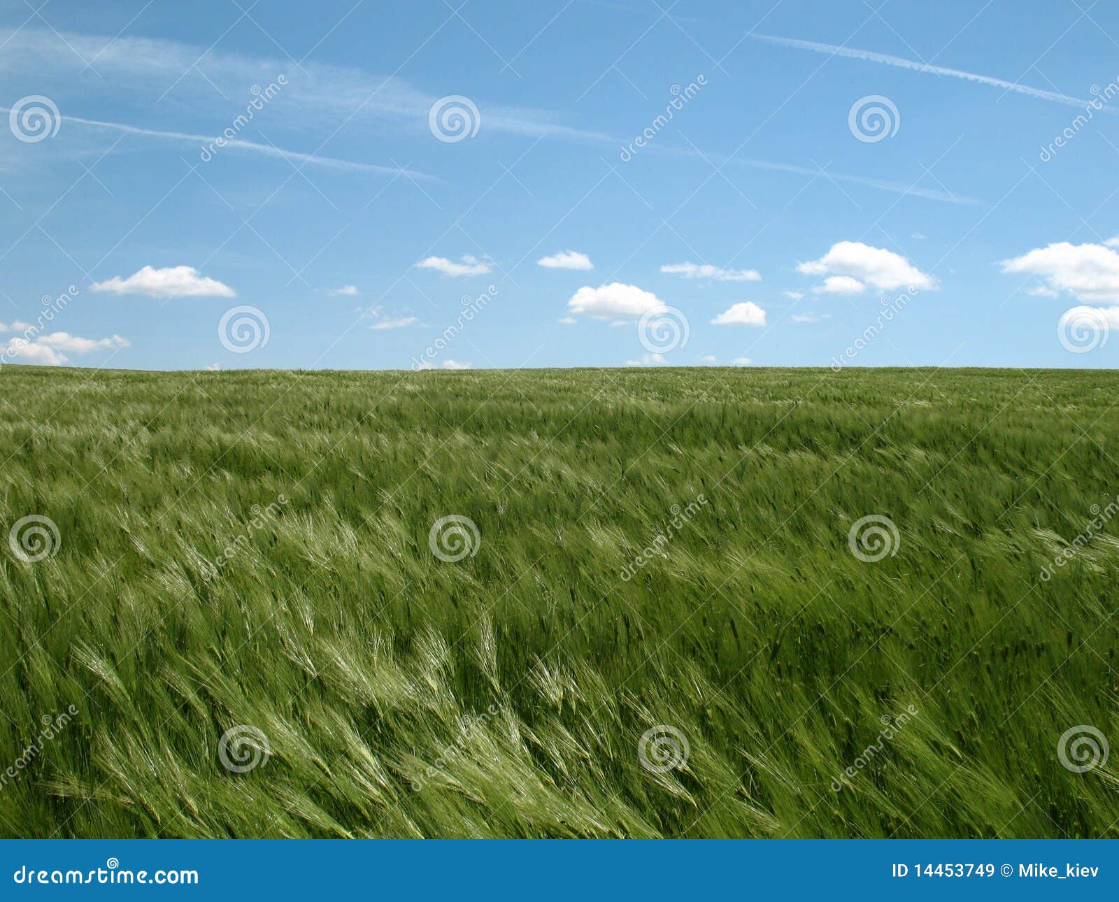 Field of green rye stock image. Image of wind, horizontal - 14453749