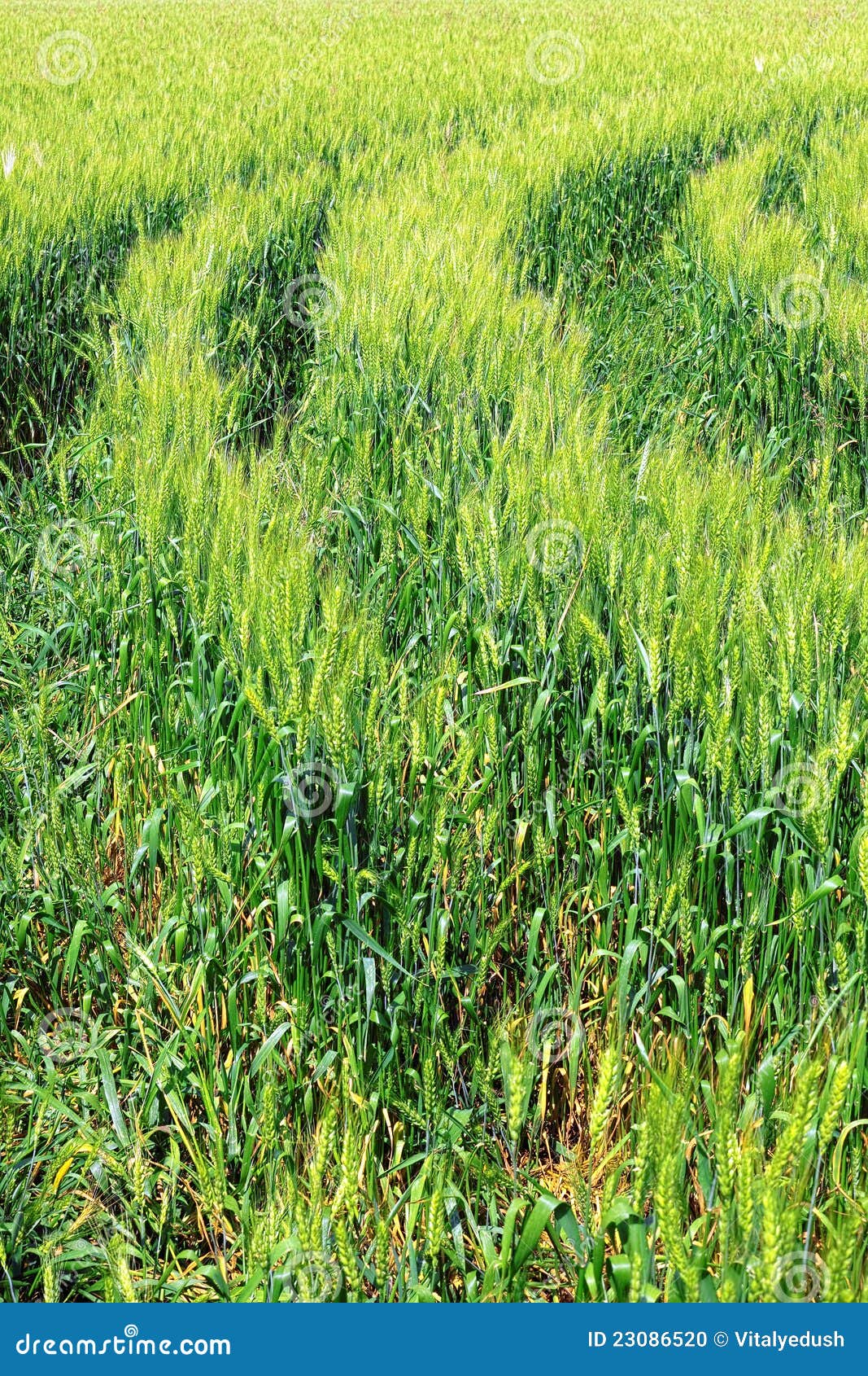Field of green rye. stock photo. Image of foreground - 23086520