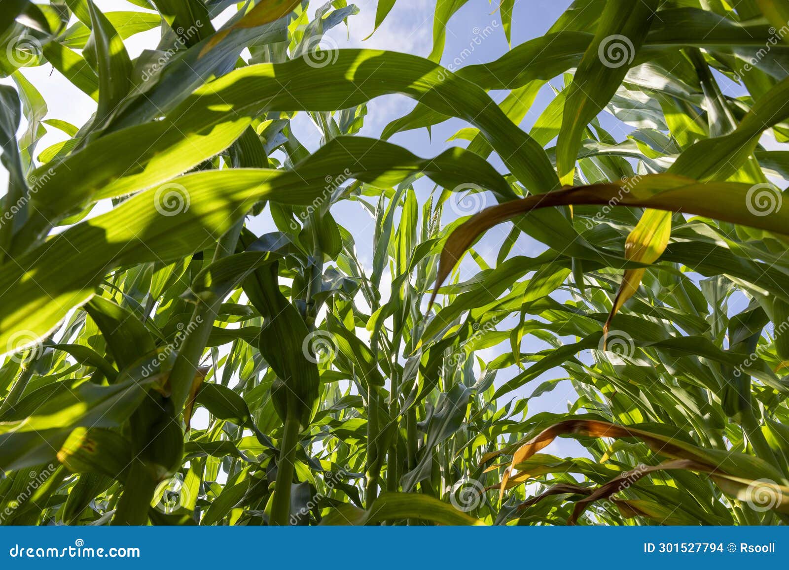 A Field with Green Tall Corn and Corn Cobs Stock Photo - Image of farm ...