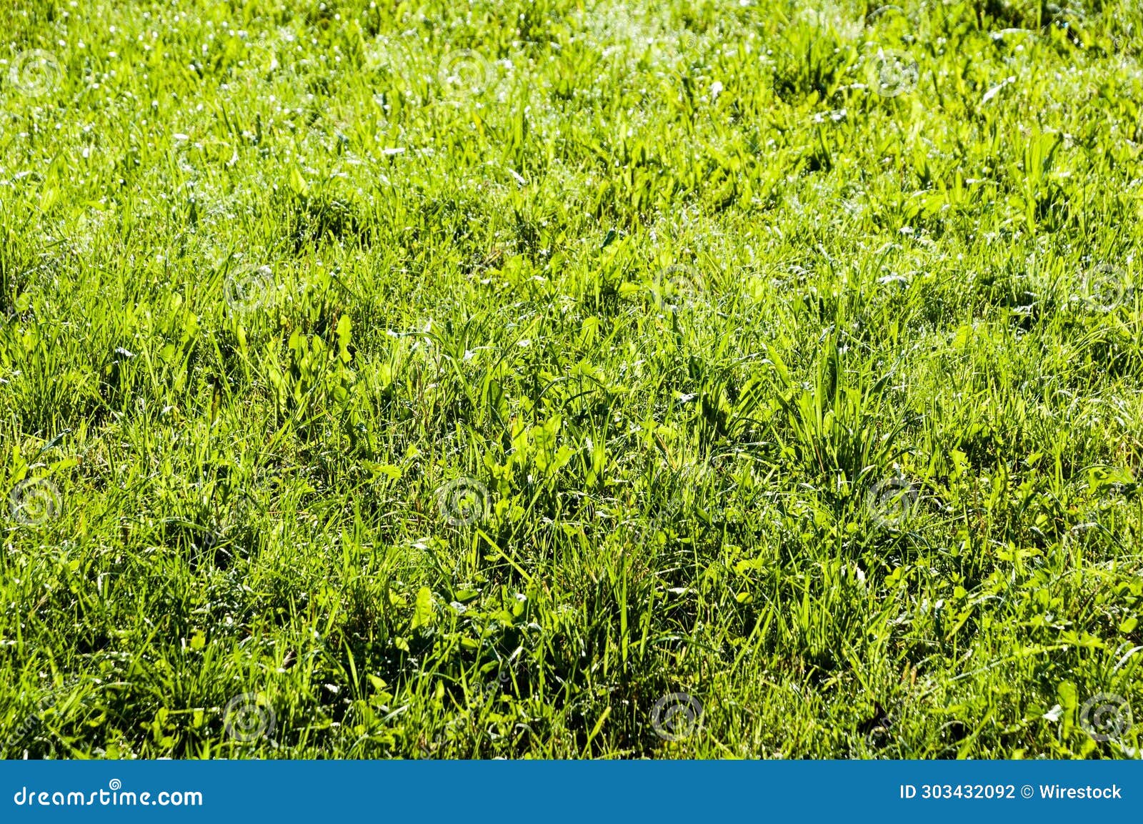 Field with Green Weeds and Blades of Grass in the Foreground Stock ...