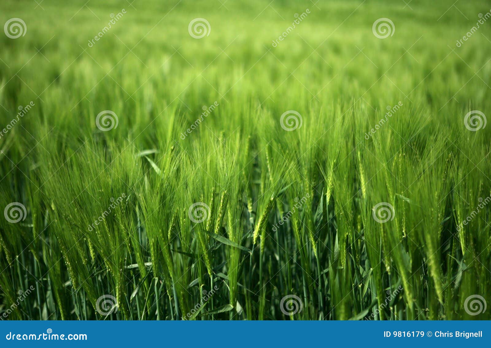 Field of green wheat grass stock image. Image of field - 9816179