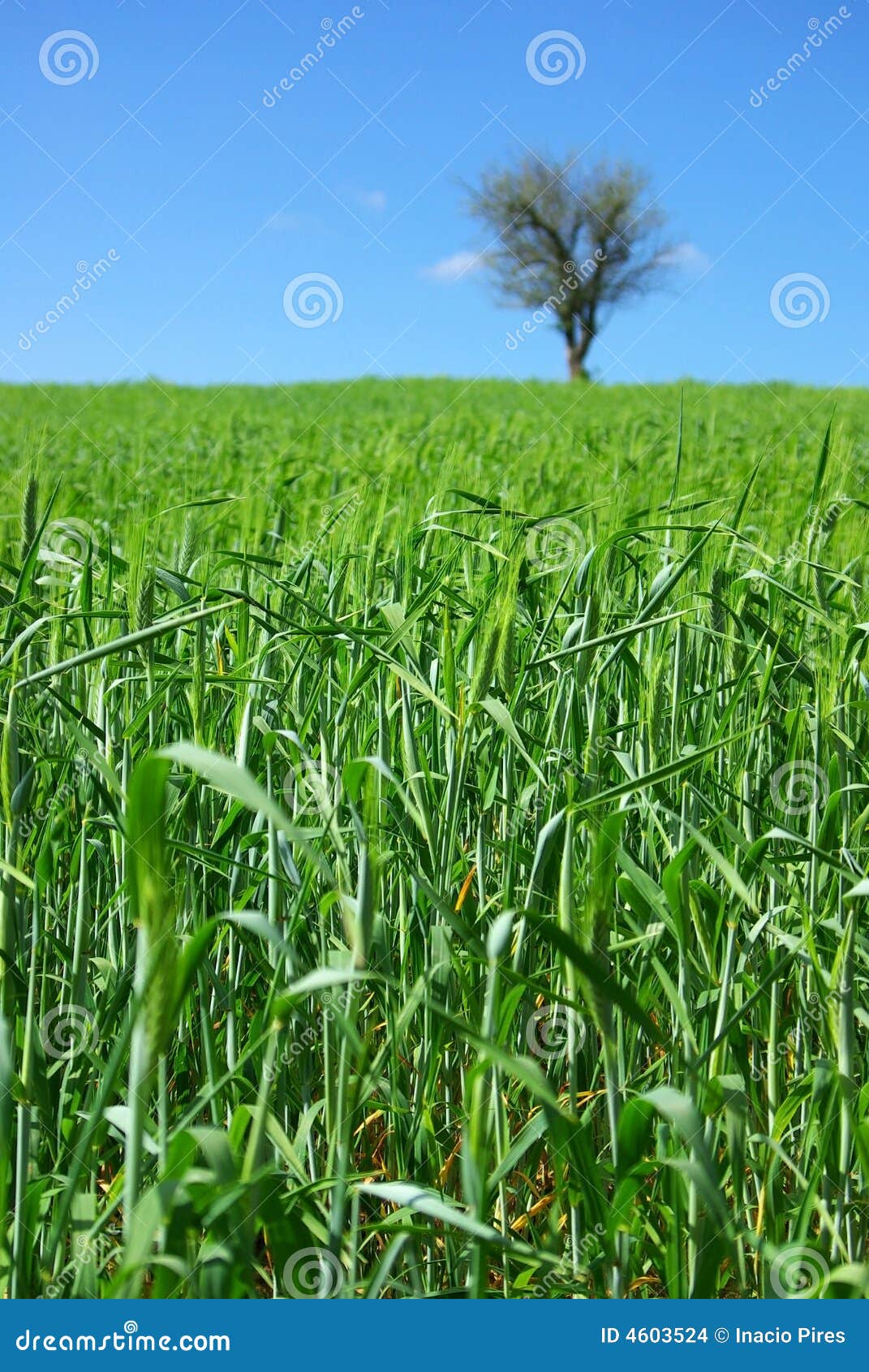 Field of Green Wheat with Tree. Stock Photo - Image of environment ...