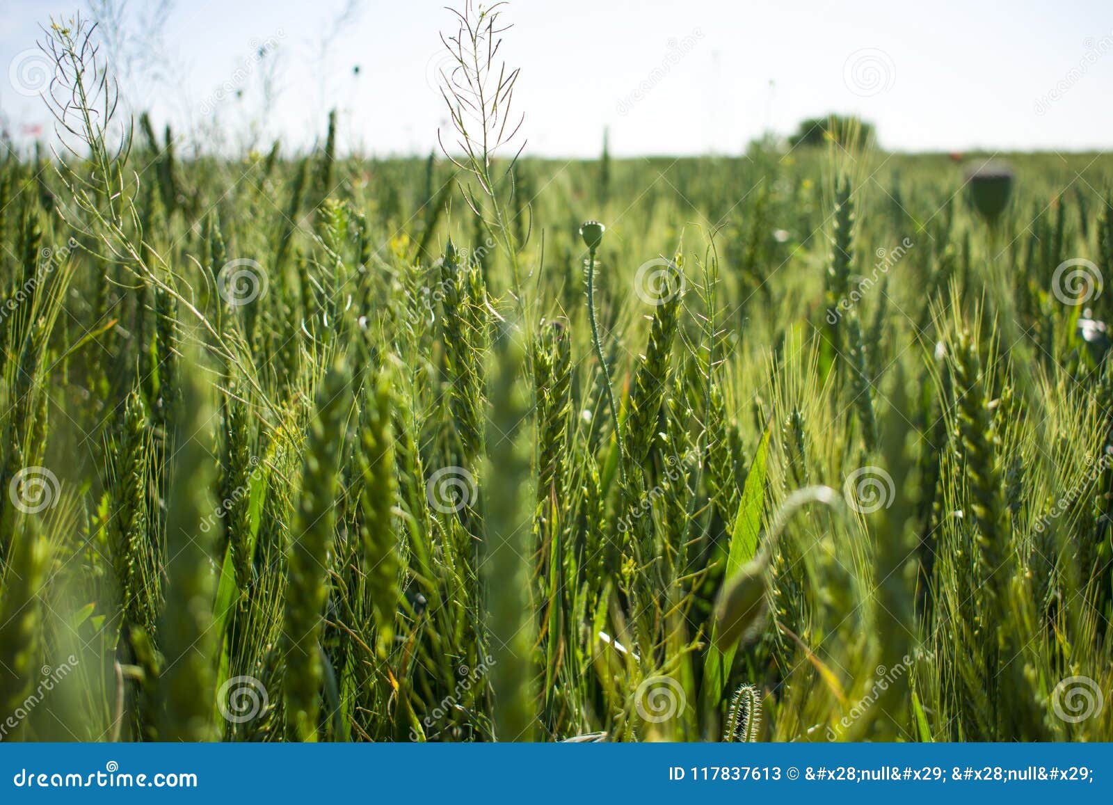 Field of Green Wheat Under the Sun Stock Image - Image of growth ...