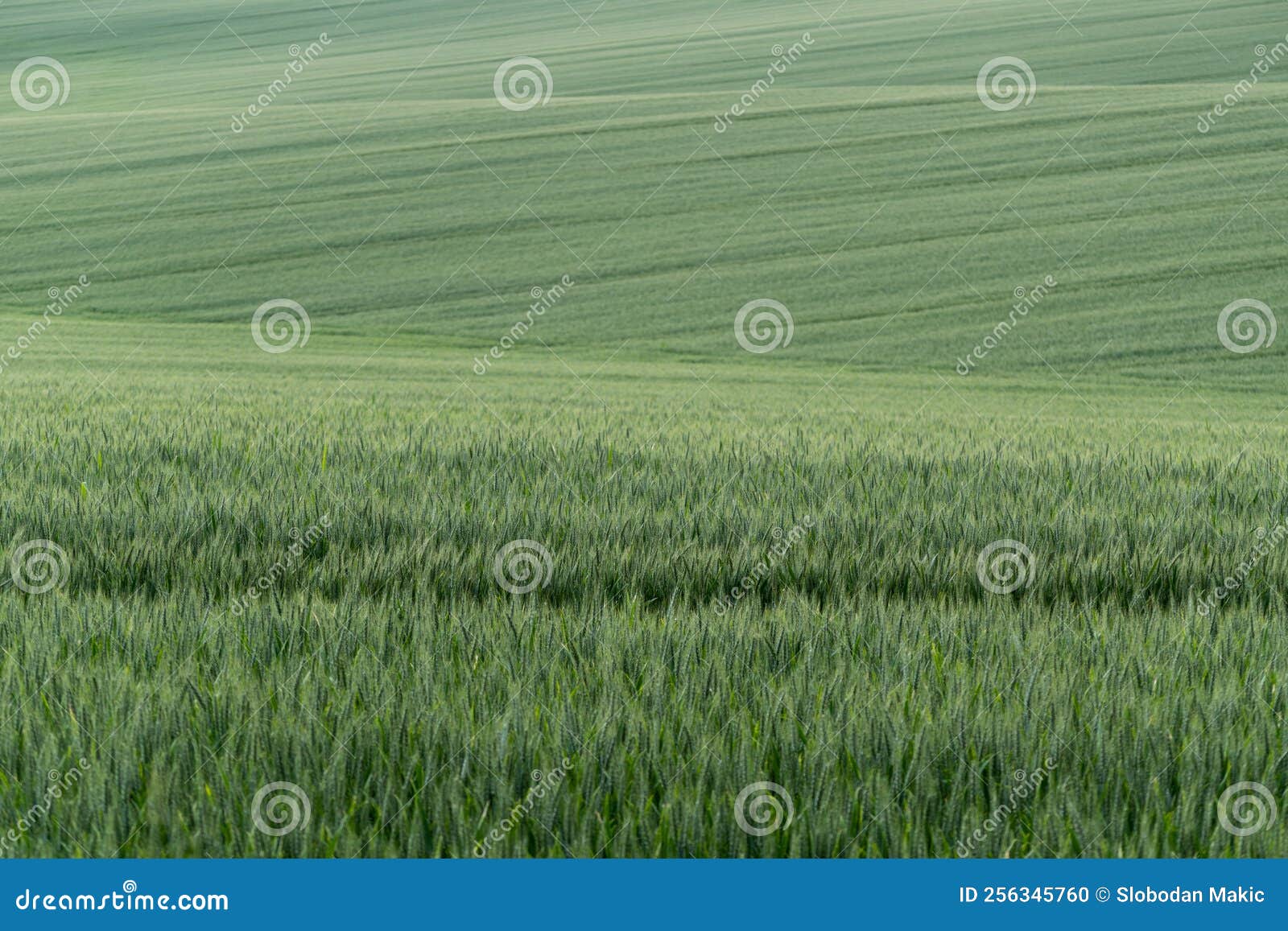 Field with green wheat stock photo. Image of spring - 256345760
