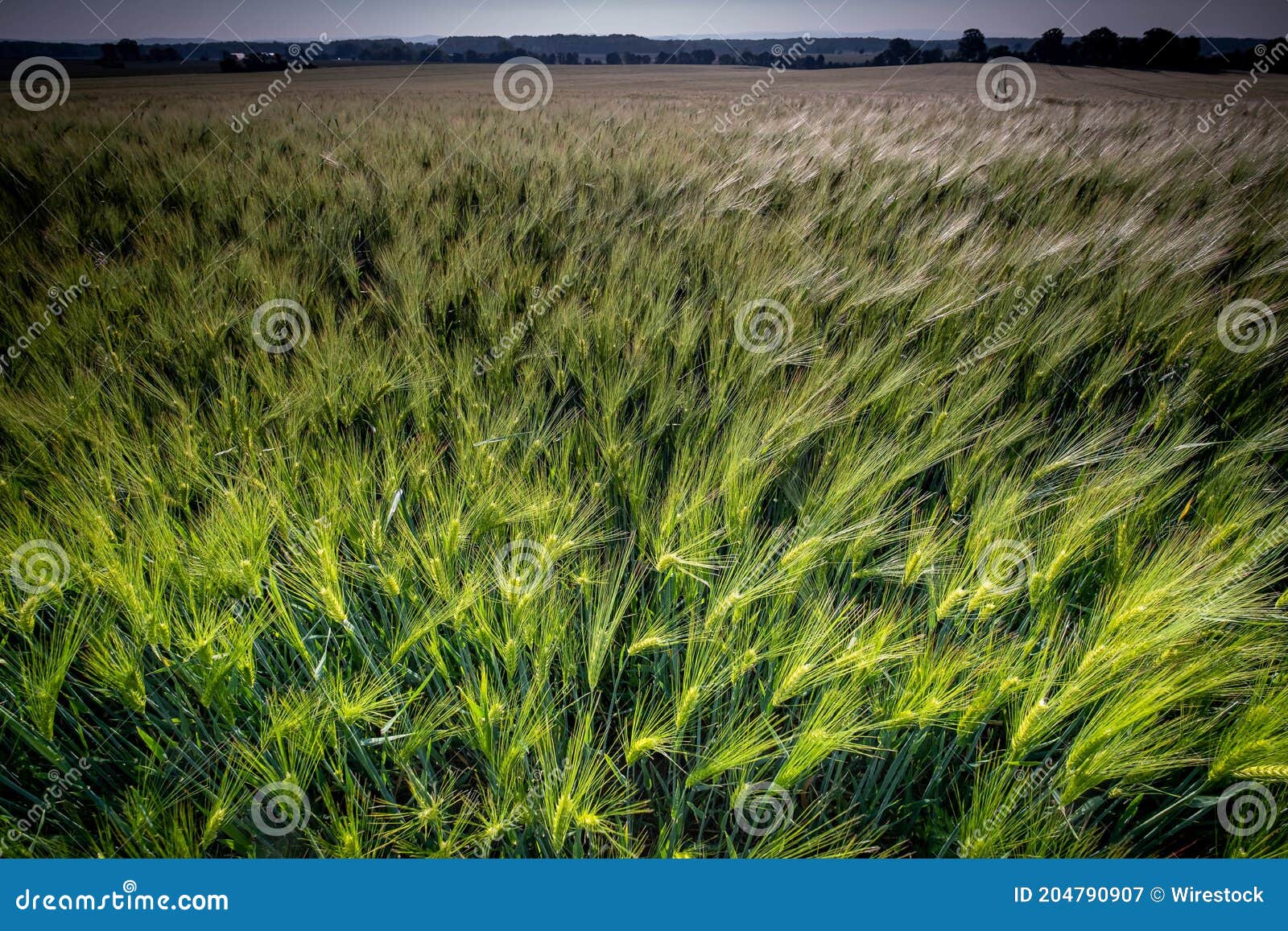 Field of Green Wheat on a Windy Day Stock Image - Image of plant ...