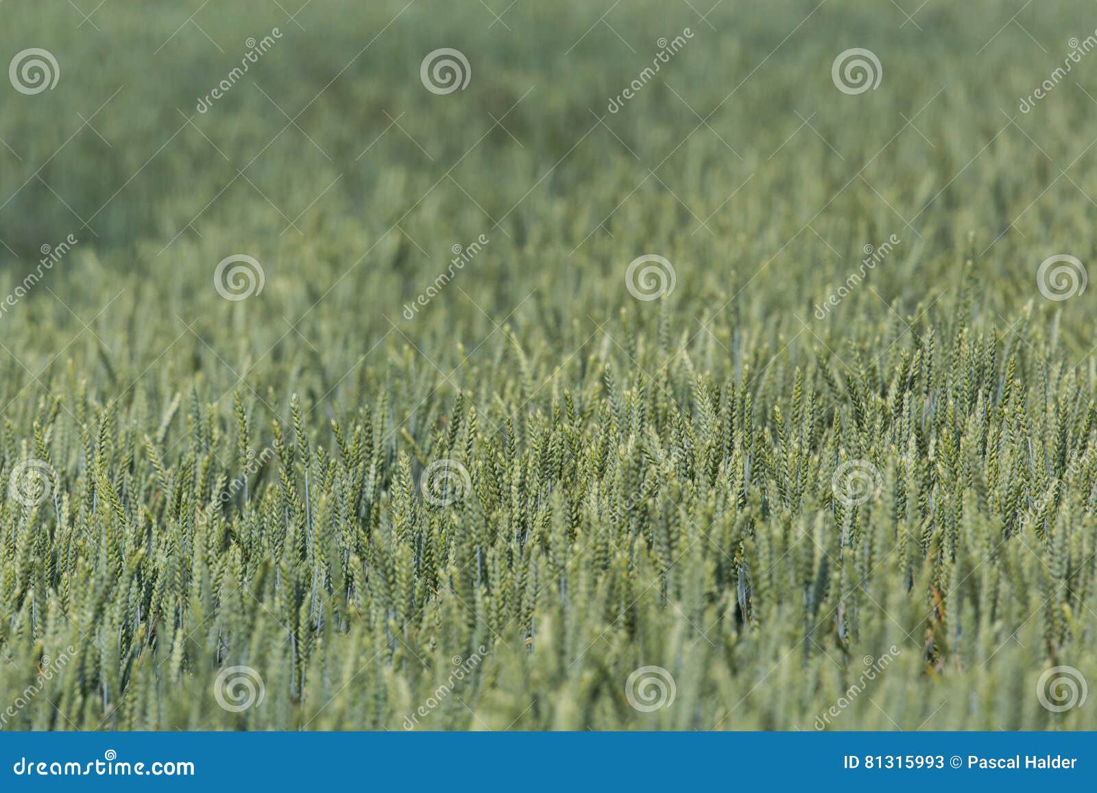 Field of a Green Wheatfield Stock Image - Image of harvest, field: 81315993
