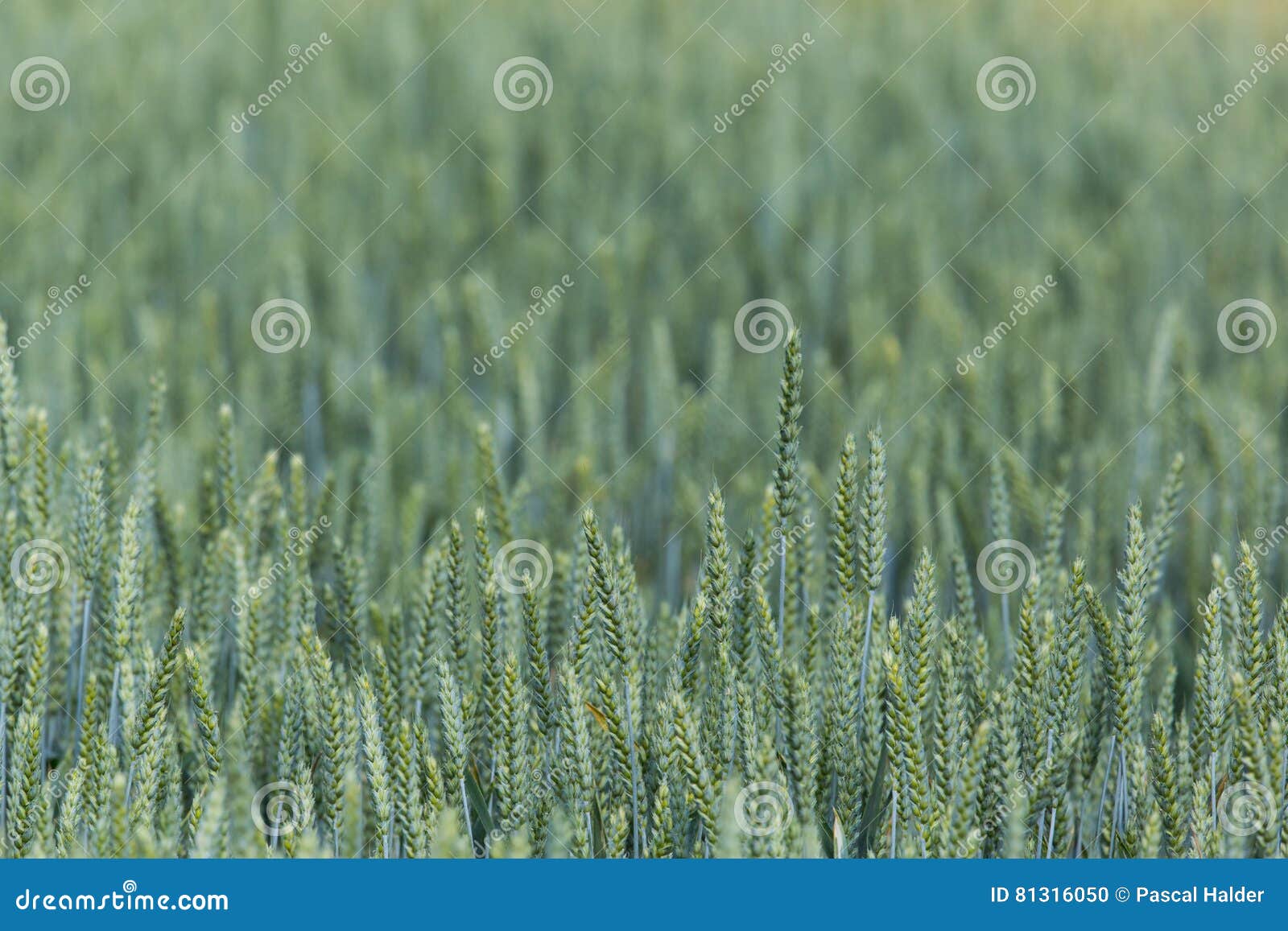 Field of a Green Wheatfield Stock Photo - Image of country, grass: 81316050