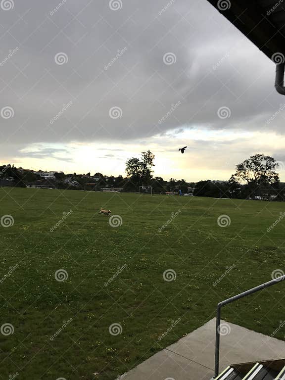 Field stock photo. Image of nature, grey, field, grass - 143021614