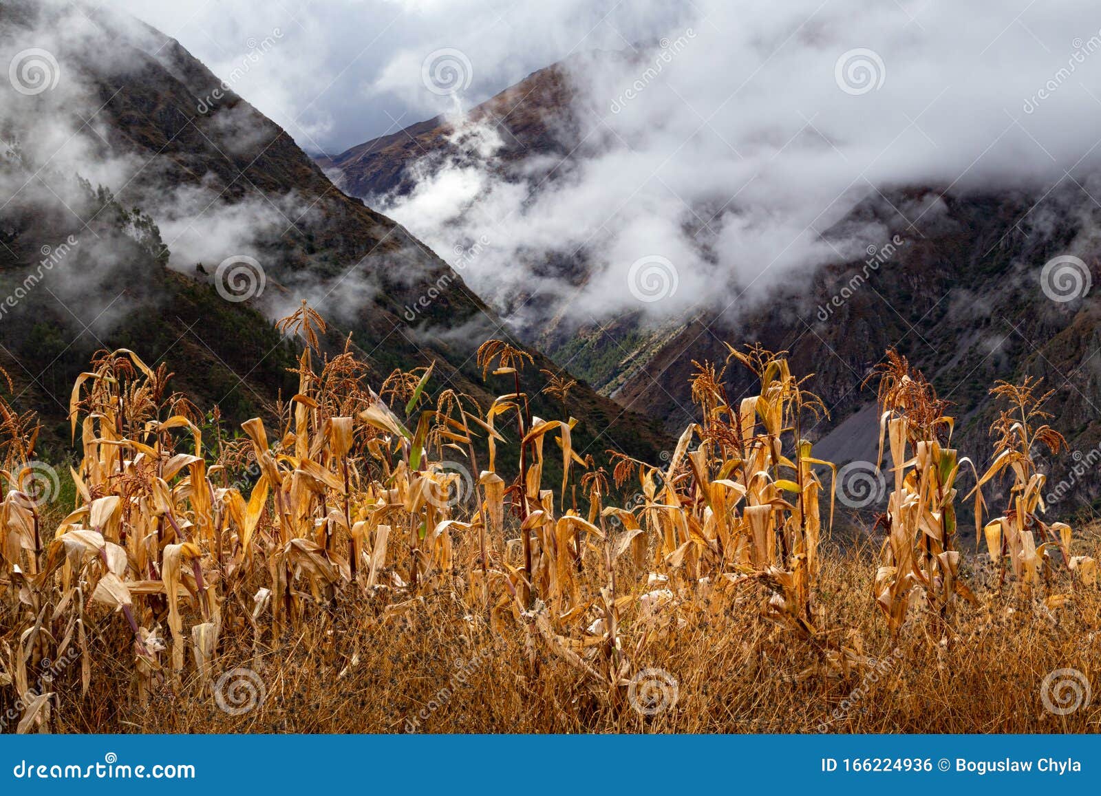 Field with Growing Maize (corn) in the Andes, Peru Stock Photo - Image ...