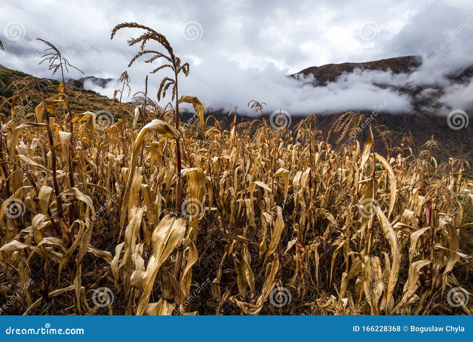 Field with Growing Maize (corn) in the Andes, Peru Stock Photo - Image ...